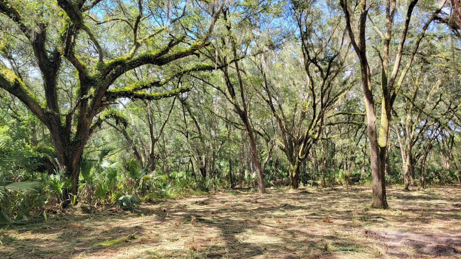 Citra, Marion County, FL Farms and Ranches, Undeveloped Land for sale ...