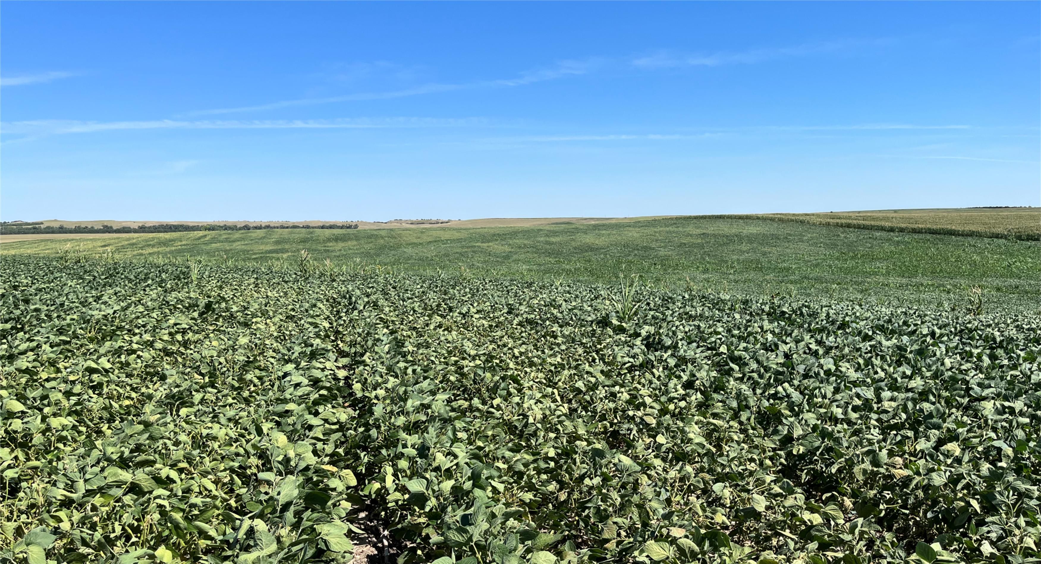 88 acres in Arnold, NE, 69120 | MLS: Logan County Dryland | LandWatch