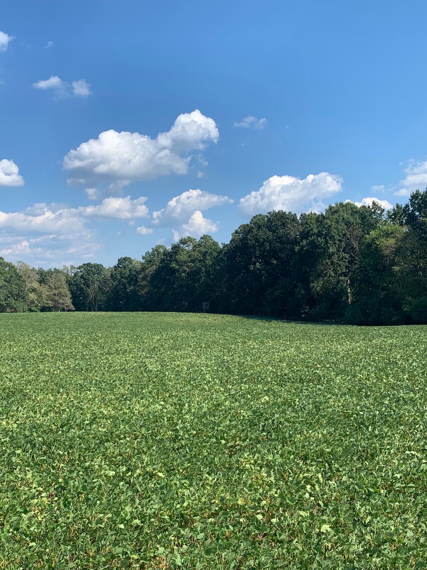 15.41 acres in Silverstreet, SC, 29145 | LandWatch