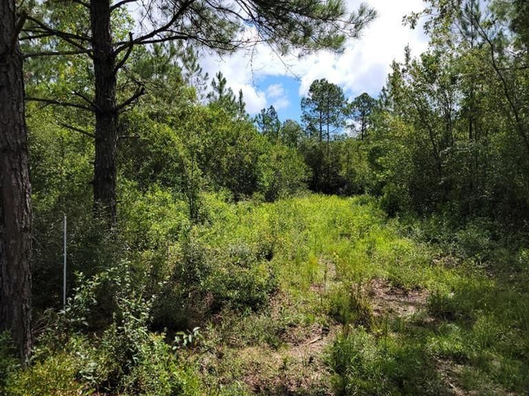 Perkinston, Stone County, MS Recreational Property, Undeveloped Land ...