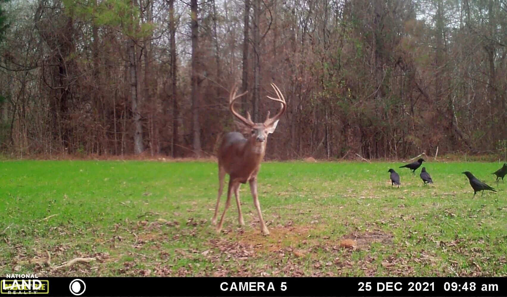 0 Steedley Road, Millport, AL 35576 | LandWatch