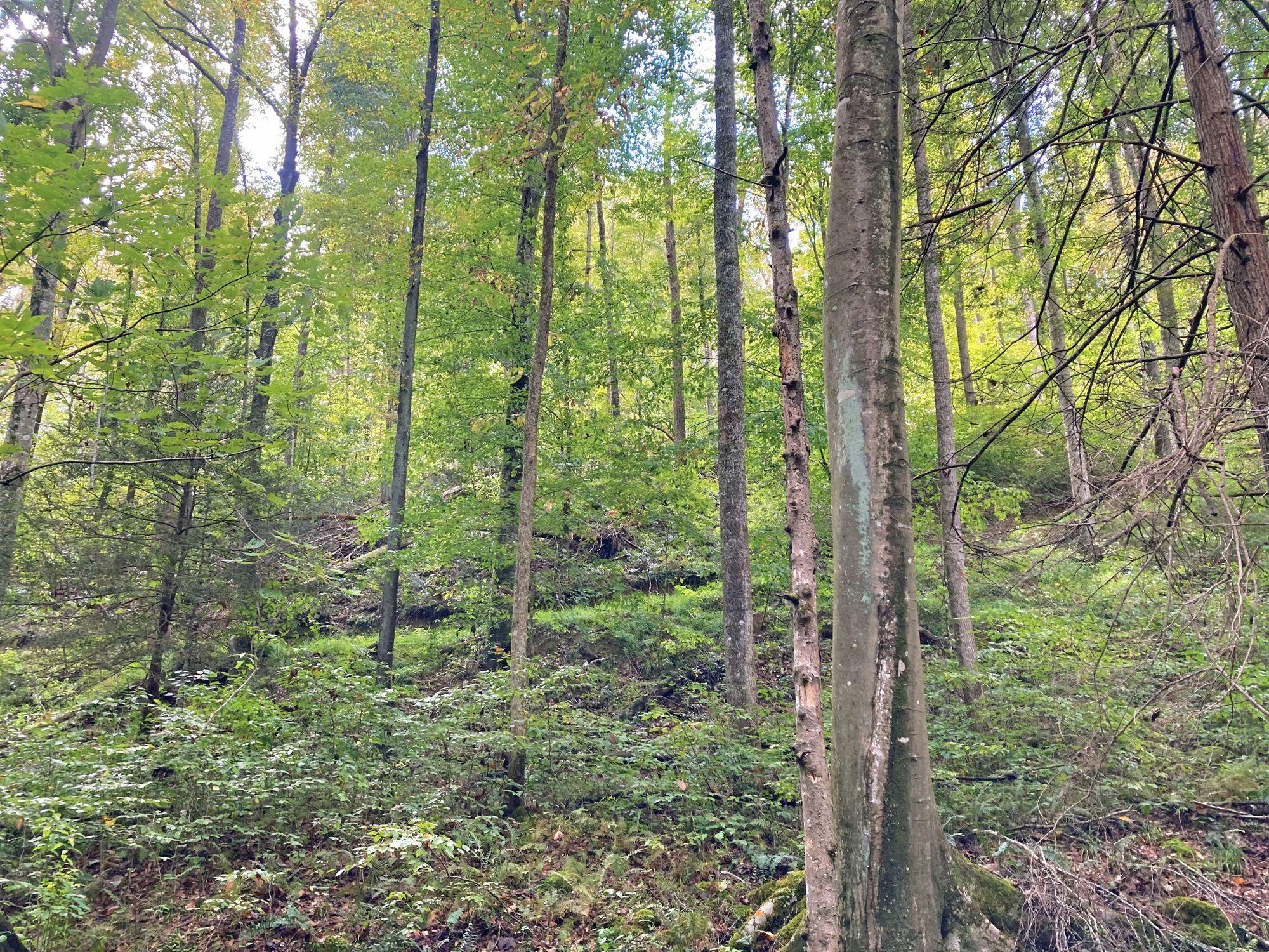 Spurlockville, Lincoln County, WV Recreational Property, Undeveloped ...