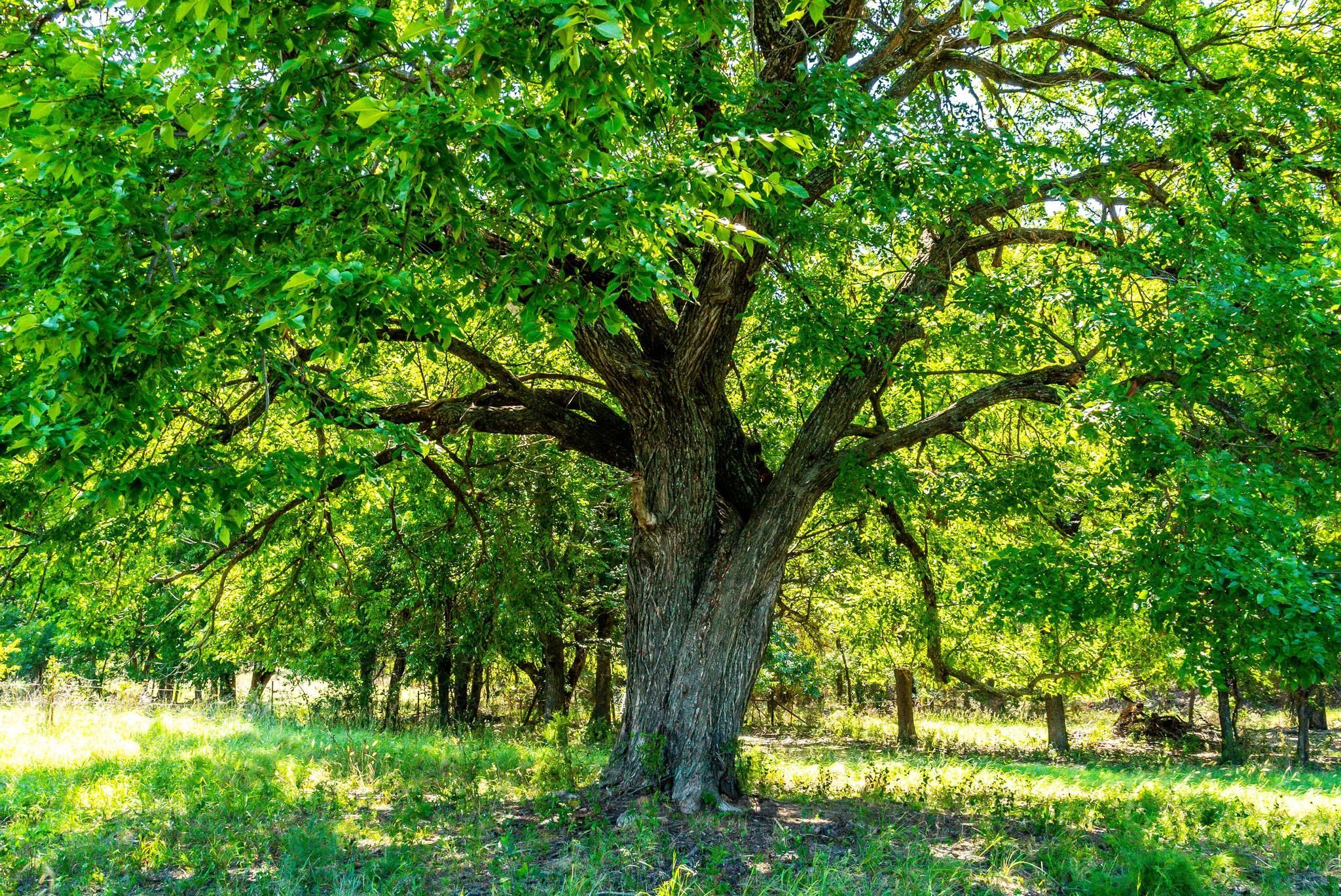 2 acres in Poolville, TX, 76487 | LandWatch