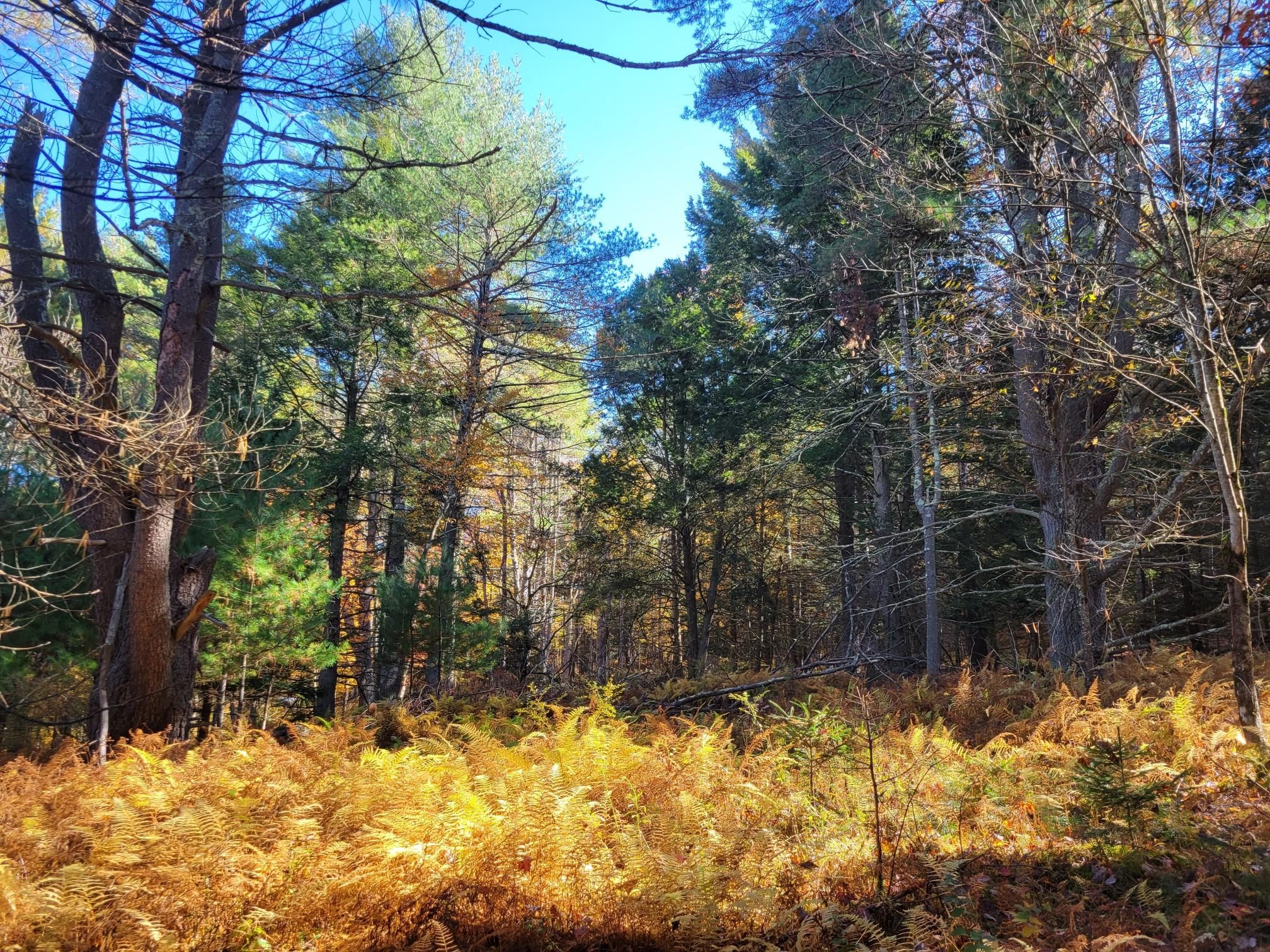 Milanville Road, Milanville, PA 18443 | MLS: 22-3892 | LandWatch