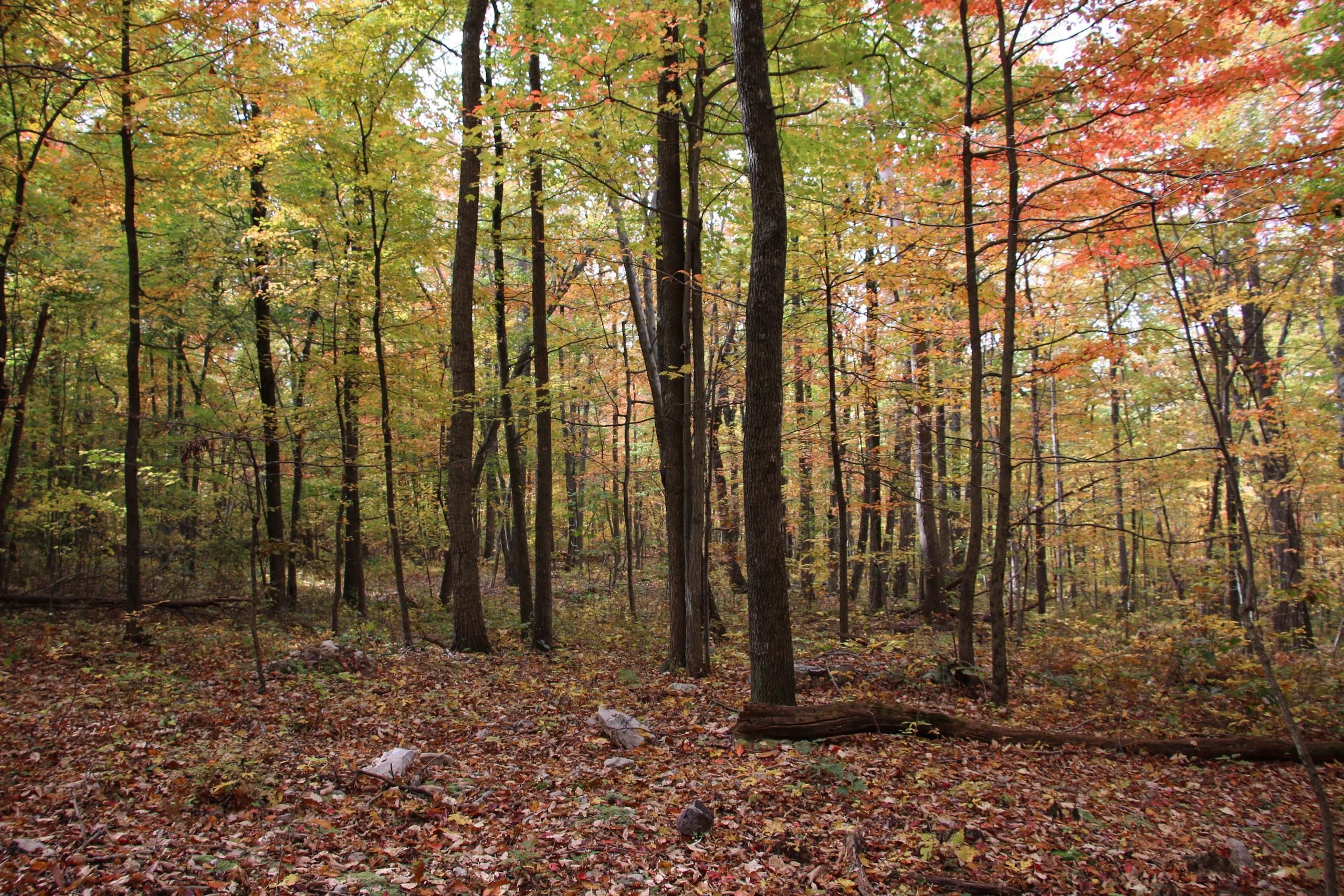 Gore, Frederick County, VA Recreational Property, Timberland Property ...