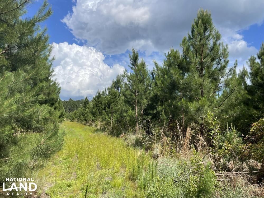 0 Wee Tee Rd, Suttons, SC 29510 | LandWatch