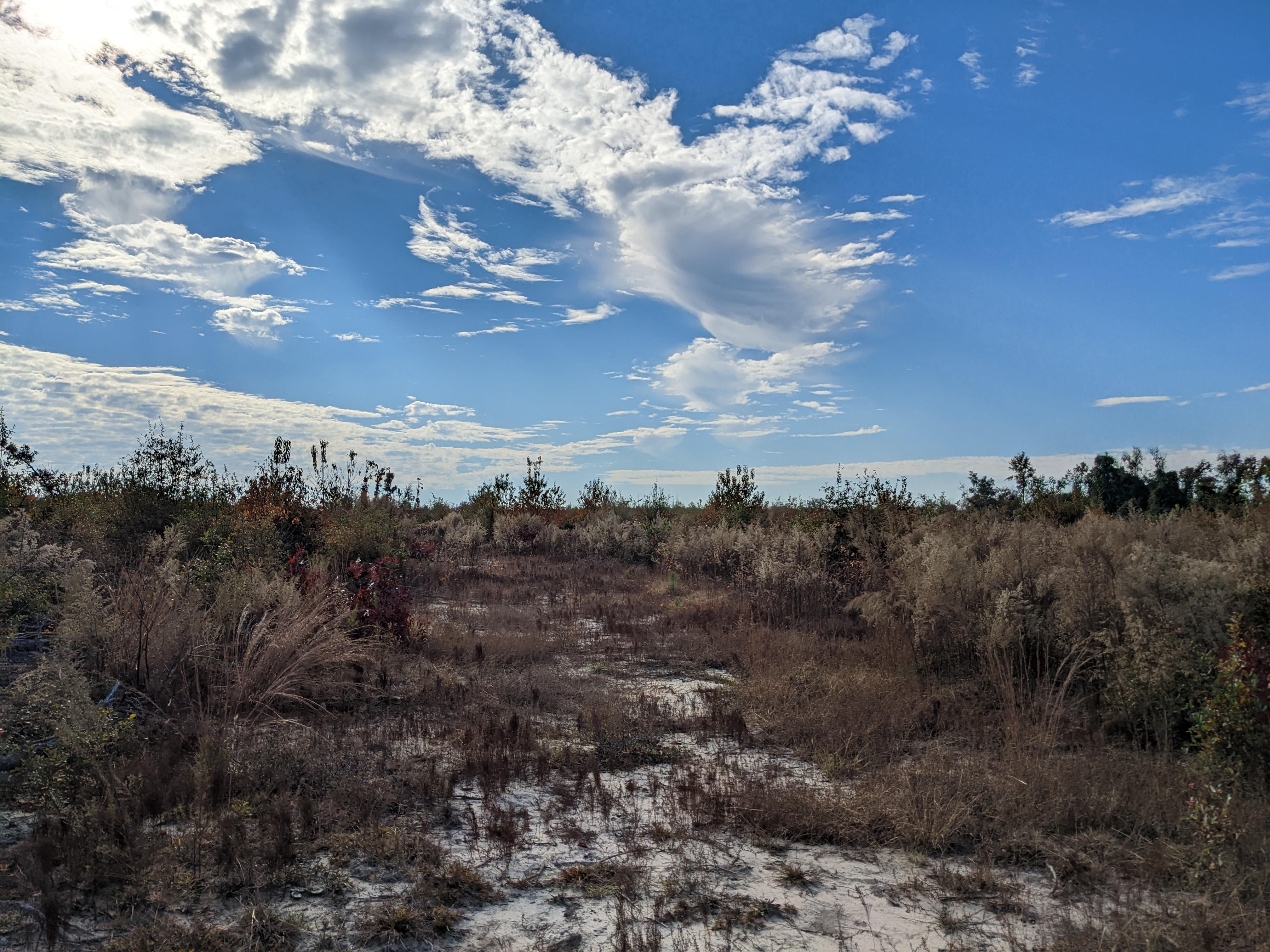 66 acres in Bethune, SC, 29009 | LandWatch