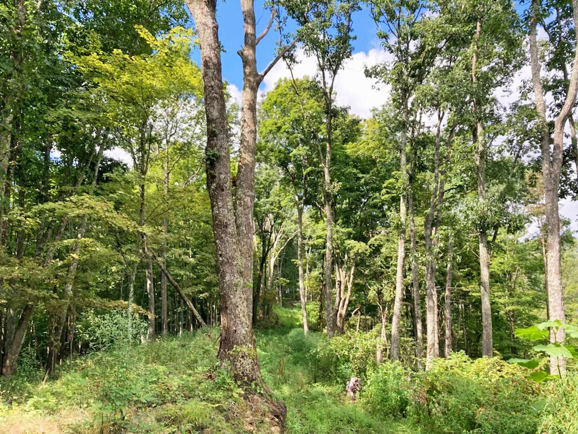 Center Point, Tyler County, WV Recreational Property, Undeveloped Land ...