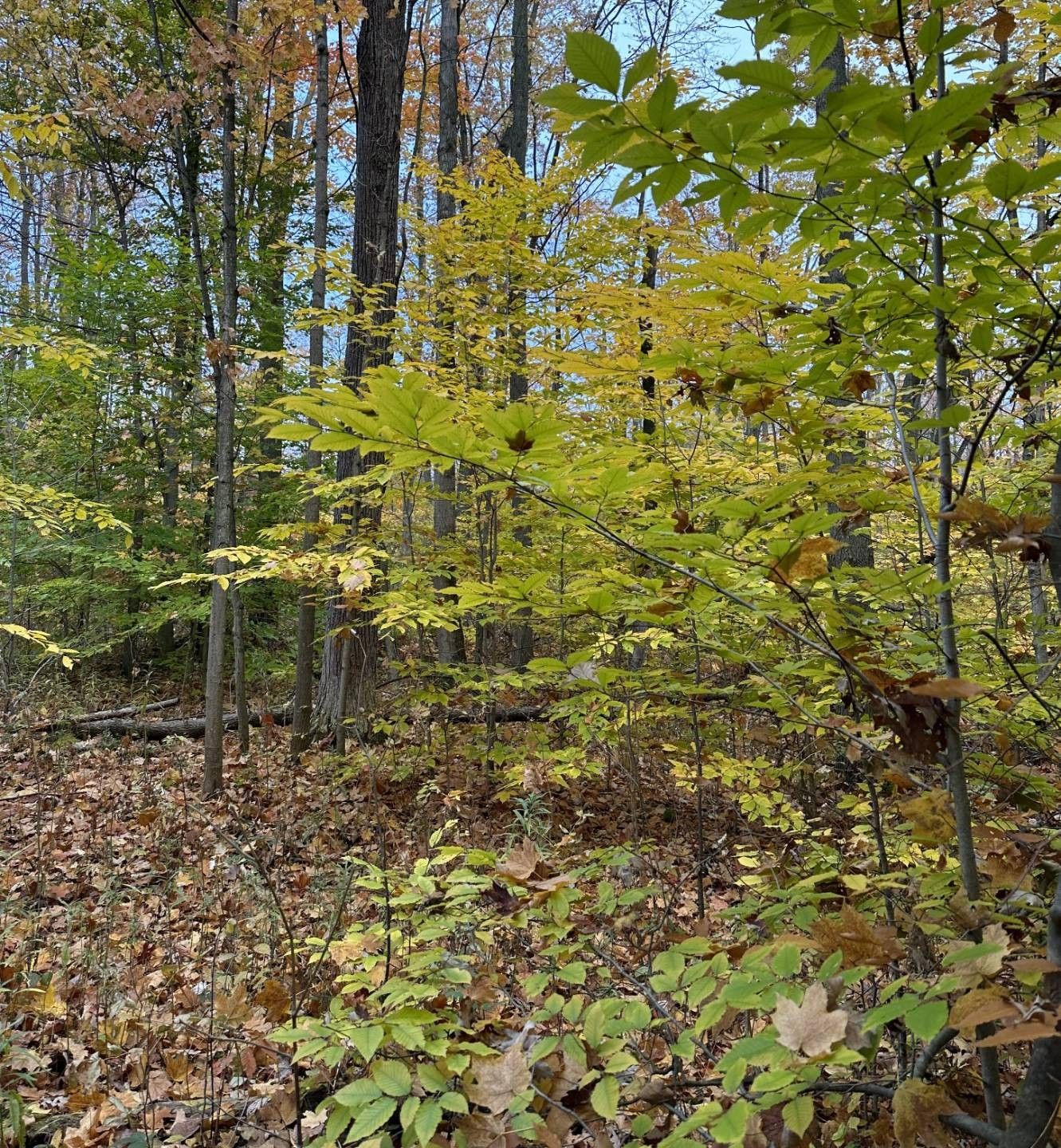 Castile Wyoming County Ny Undeveloped Land For Sale Property Id