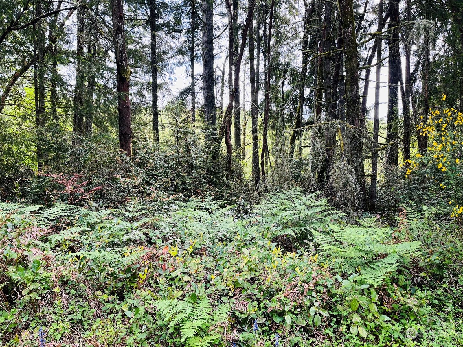 12103 Cascade Place, Anderson Island, WA 98303 | MLS: 2020832 | LandWatch