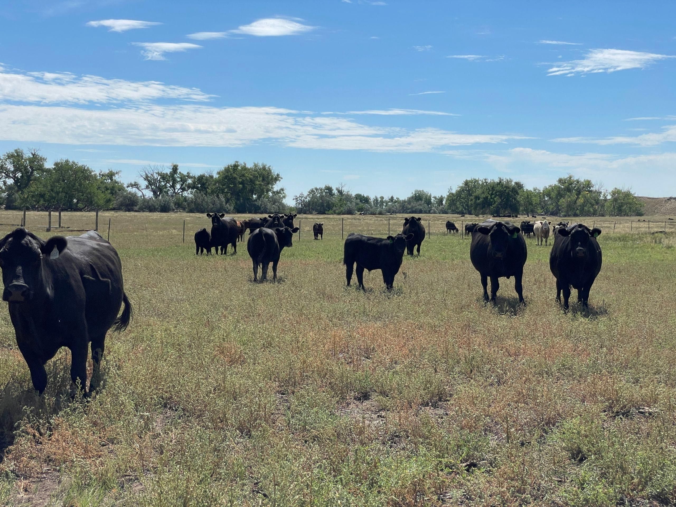 Ramah, Lincoln County, CO Farms and Ranches, Hunting Property, Horse ...