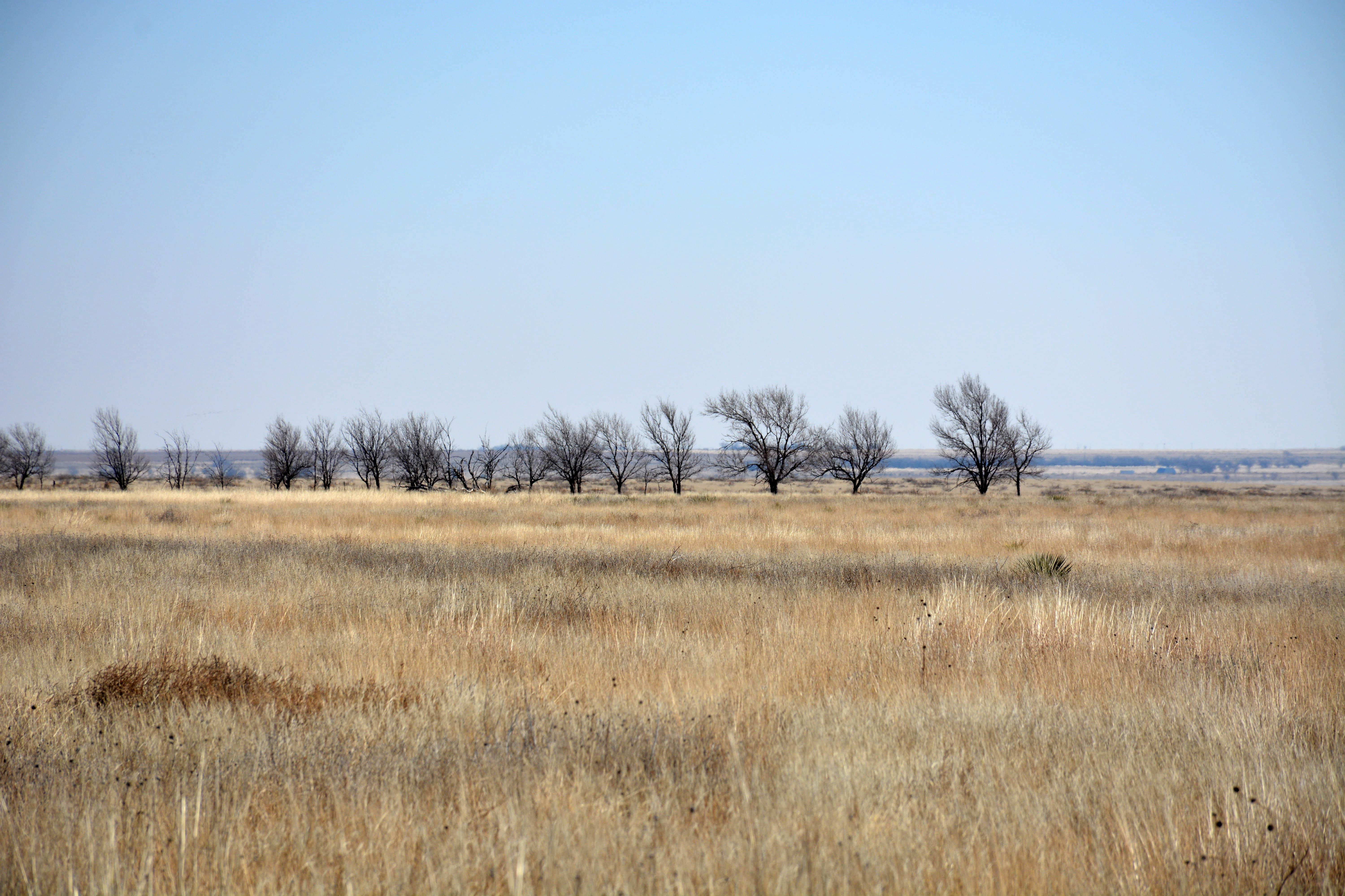 295 acres in Enochs, TX, 79324 | LandWatch