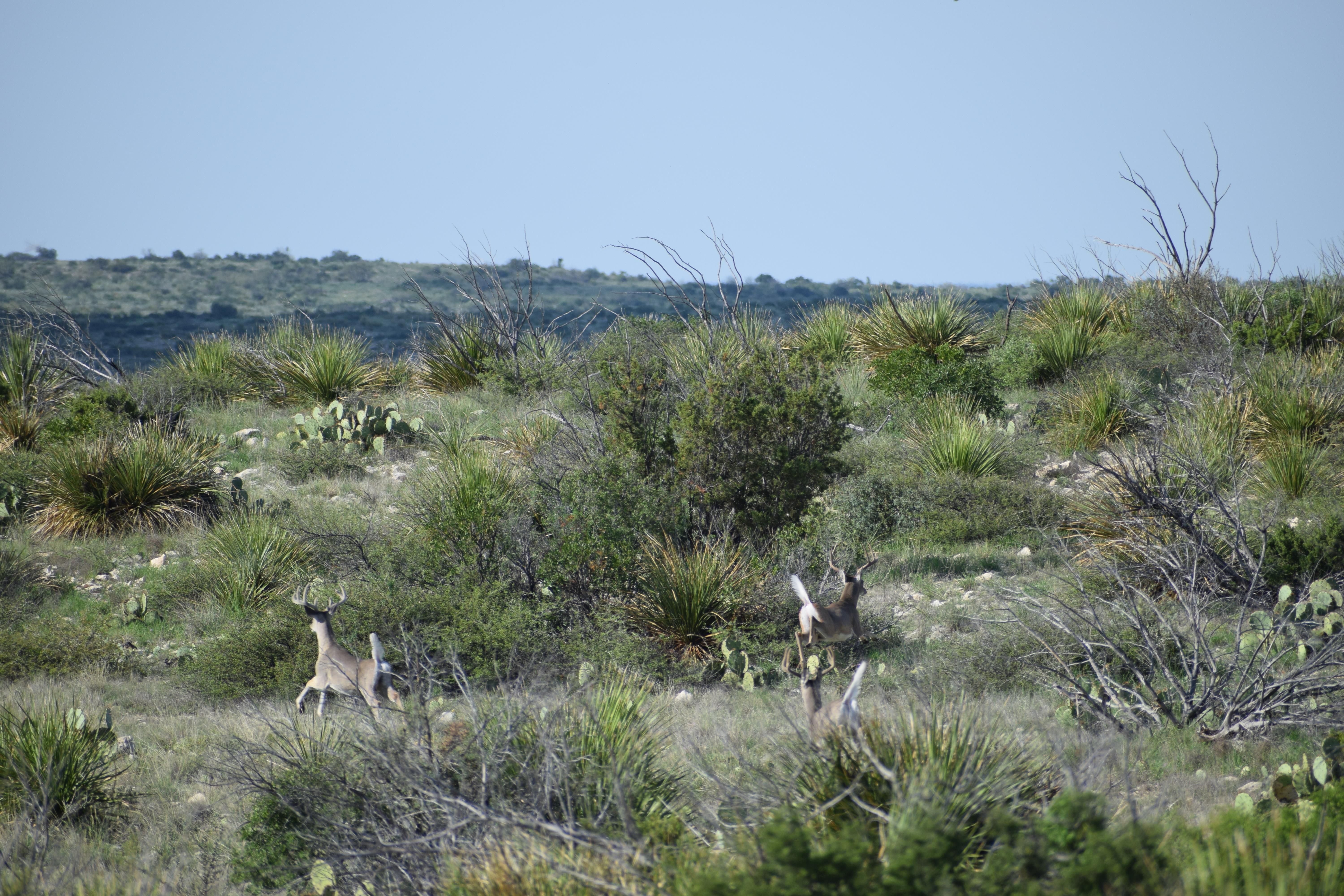 Unnamed Road, Ozona, TX 78837 | LandWatch
