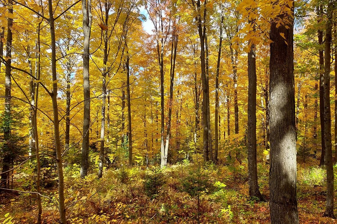 Pickerel, Langlade County, WI Recreational Property, Hunting Property ...