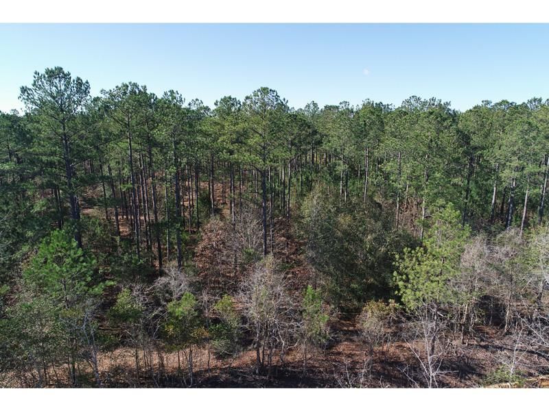 Butler, Taylor County, GA Recreational Property, Timberland Property ...