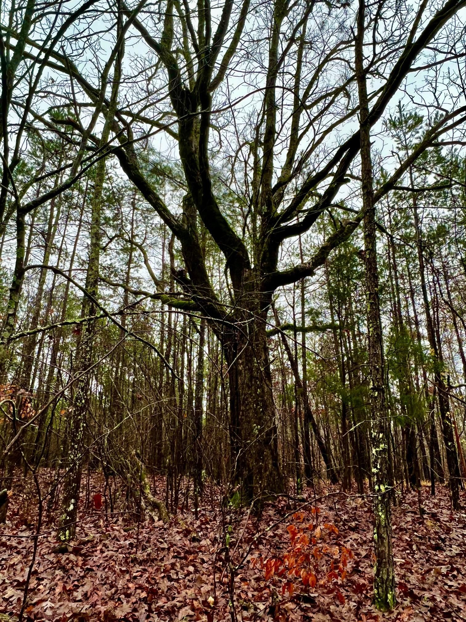 Cypress Road, Pocahontas, TN 38061 | LandWatch