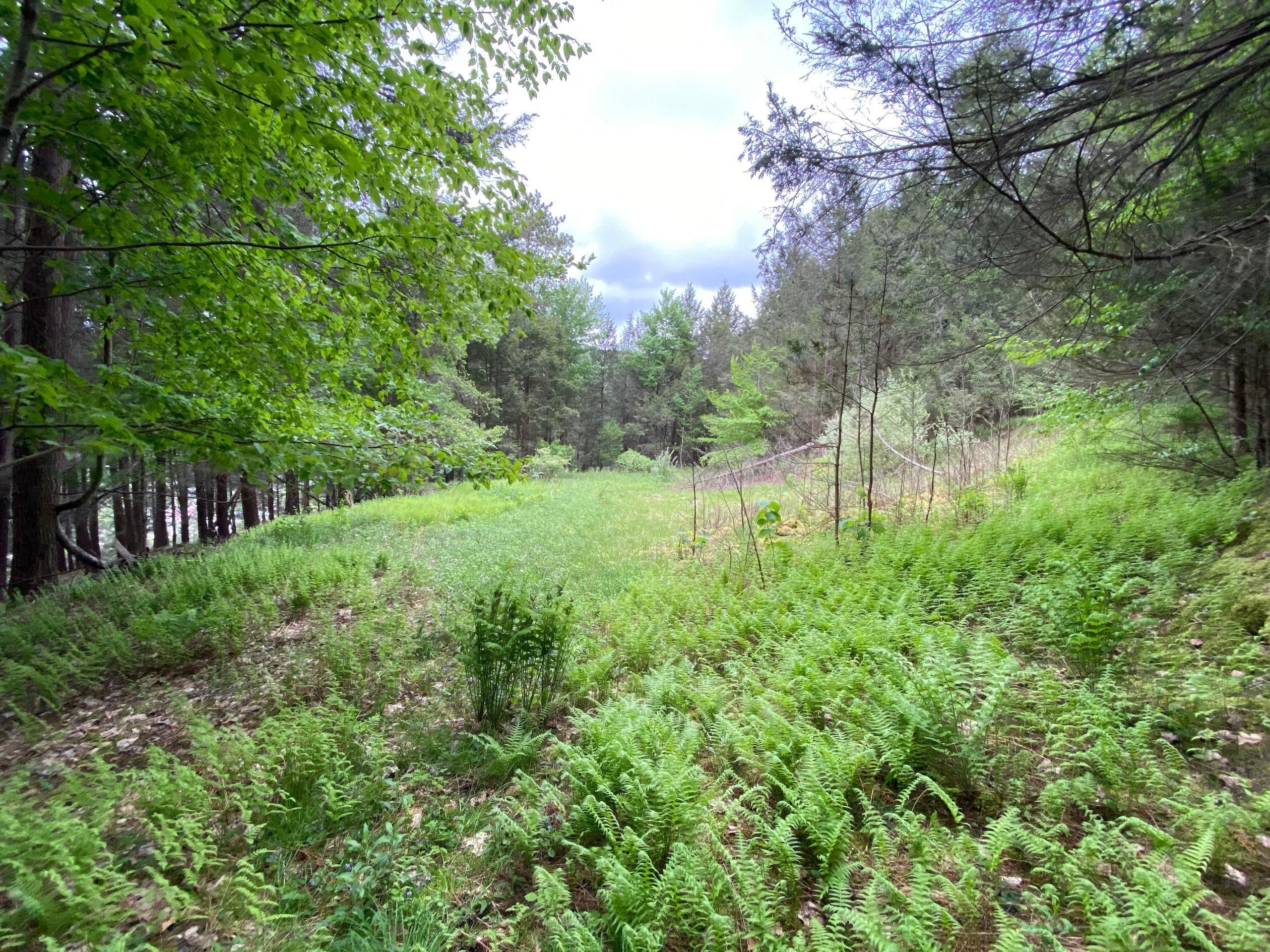 Cameron, Steuben County, NY Recreational Property, Timberland Property ...