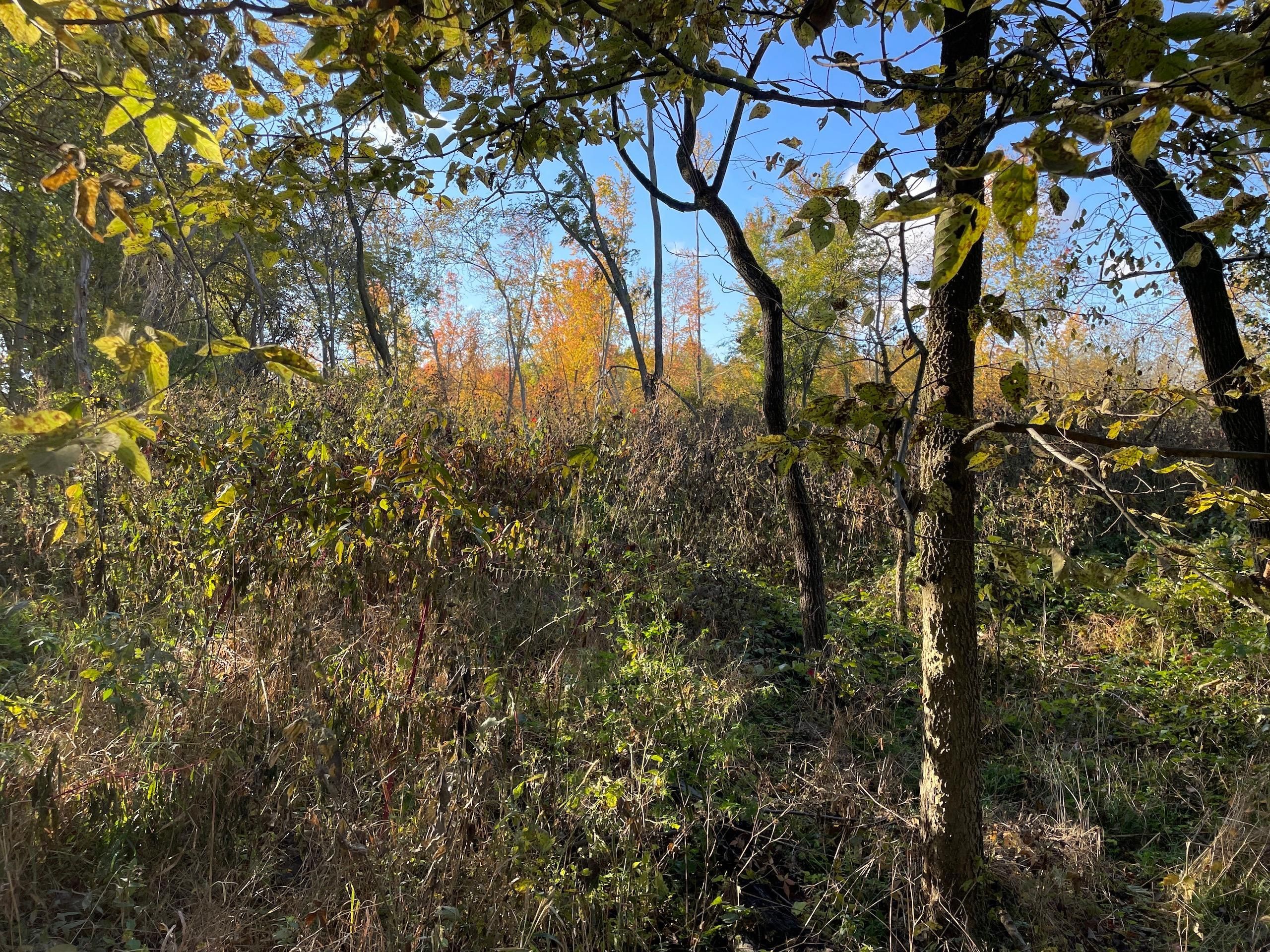 De Graff, Logan County, OH Recreational Property, Timberland Property ...