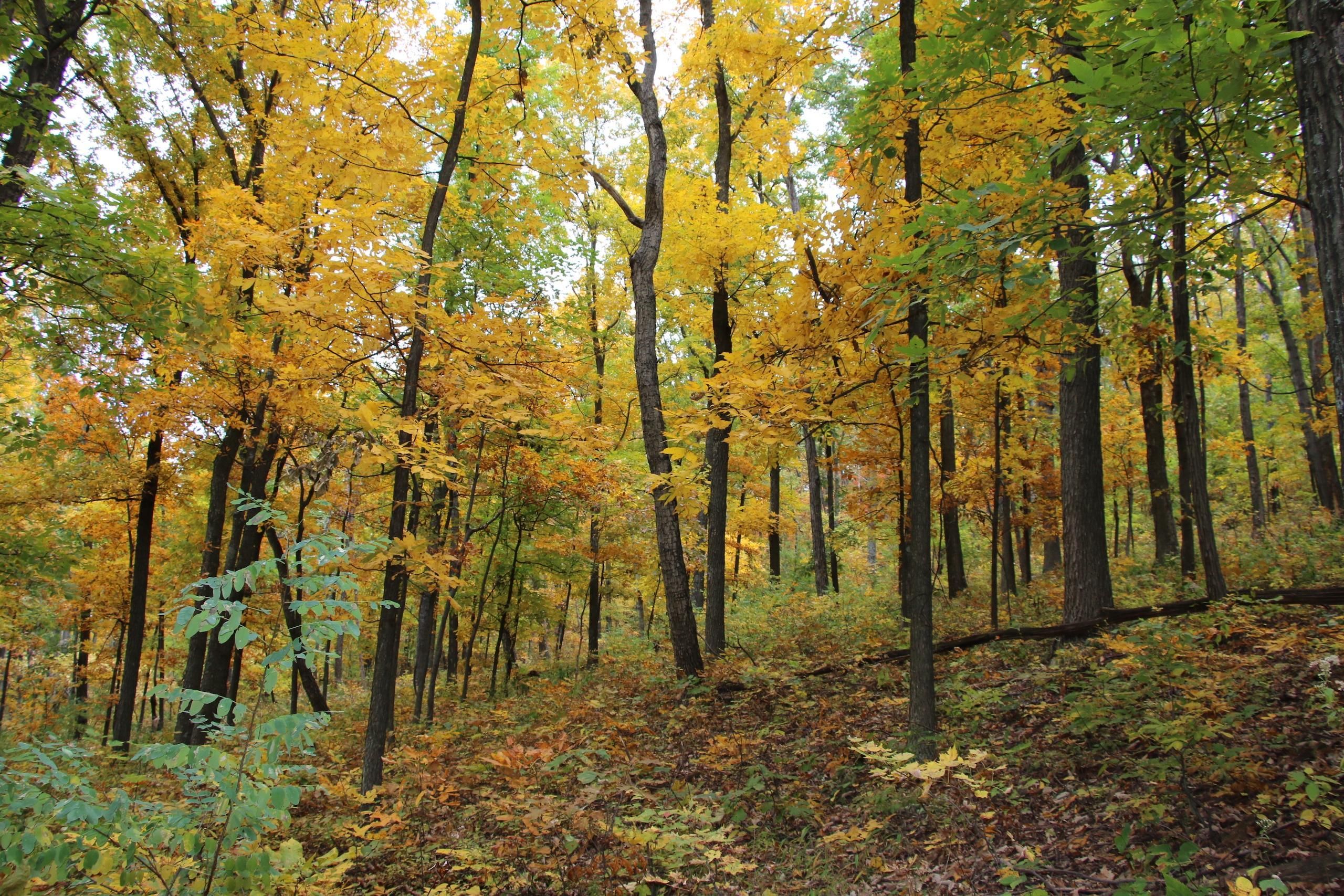 Gore, Frederick County, VA Recreational Property, Timberland Property ...