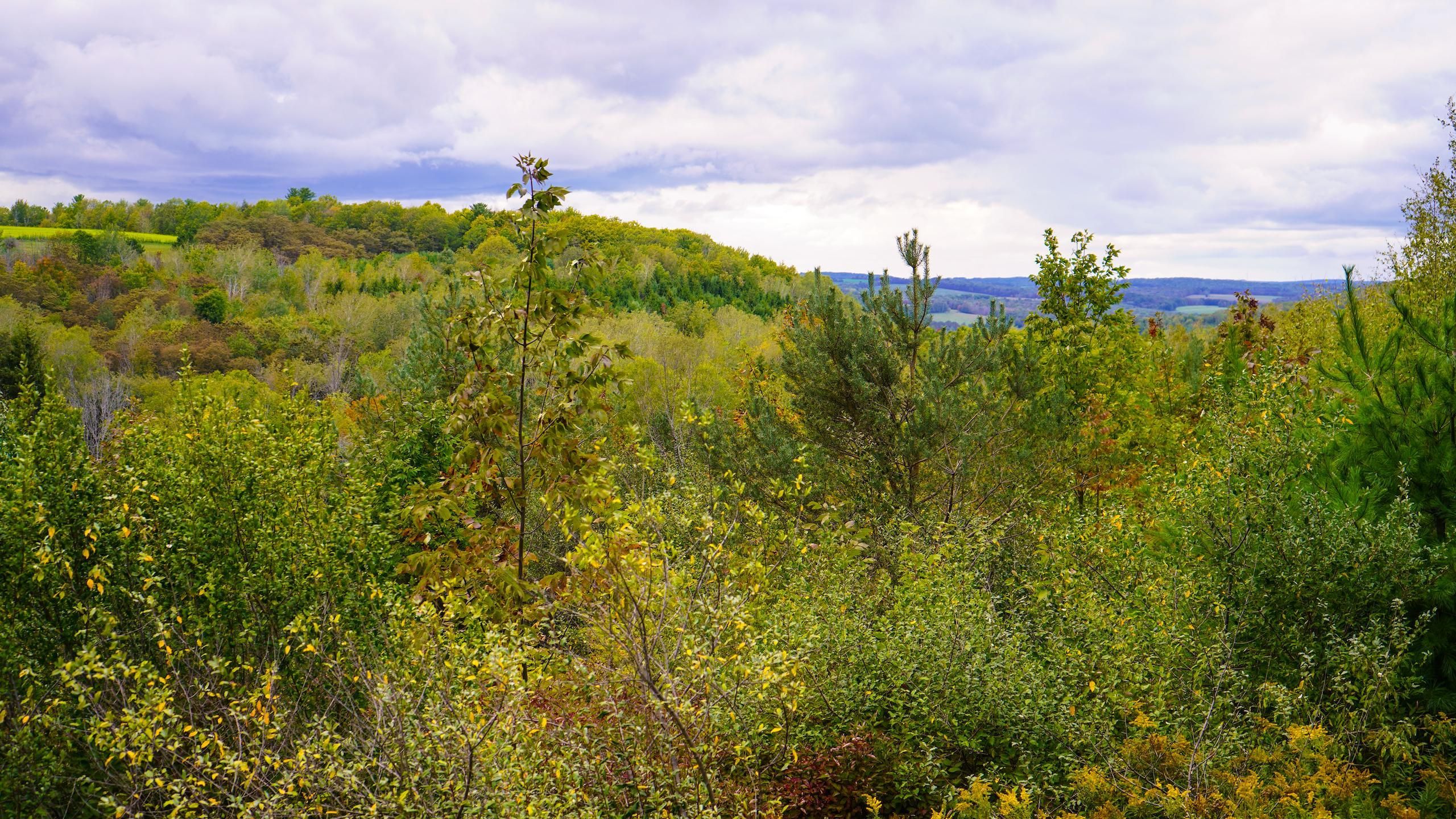 Cameron, Steuben County, NY Recreational Property, Timberland Property ...