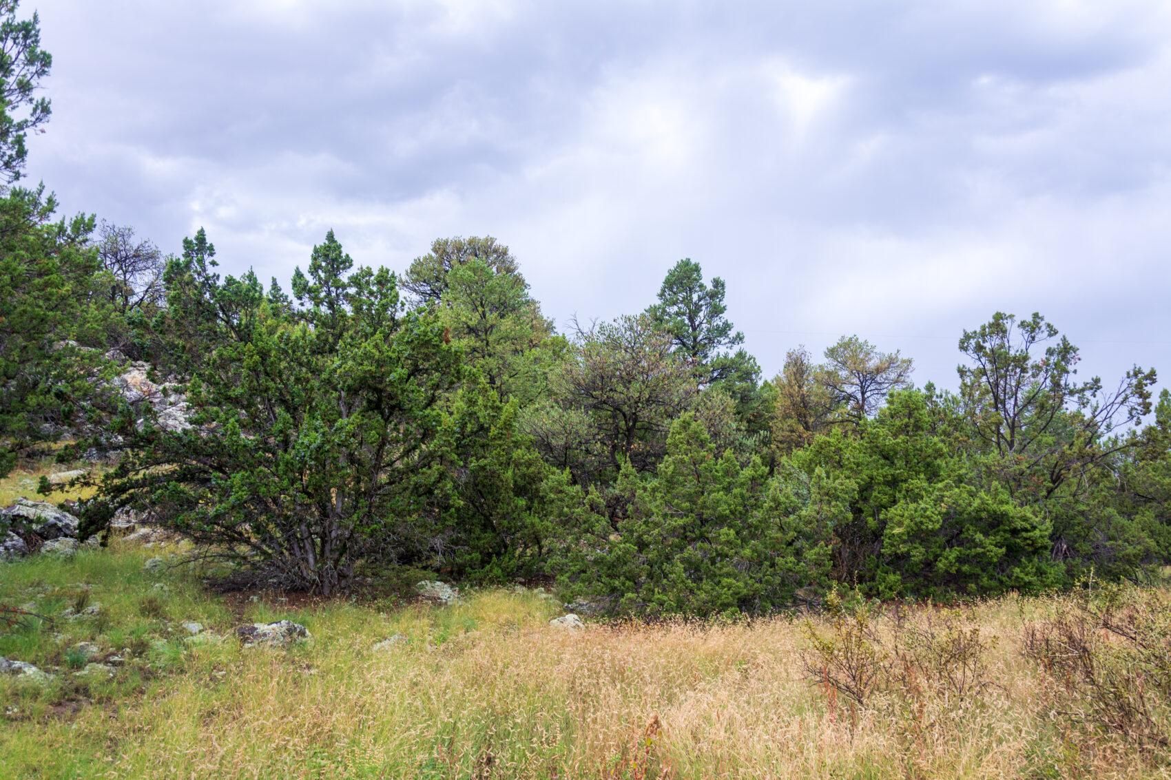 Williams, Coconino County, AZ Recreational Property, Homesites for sale ...