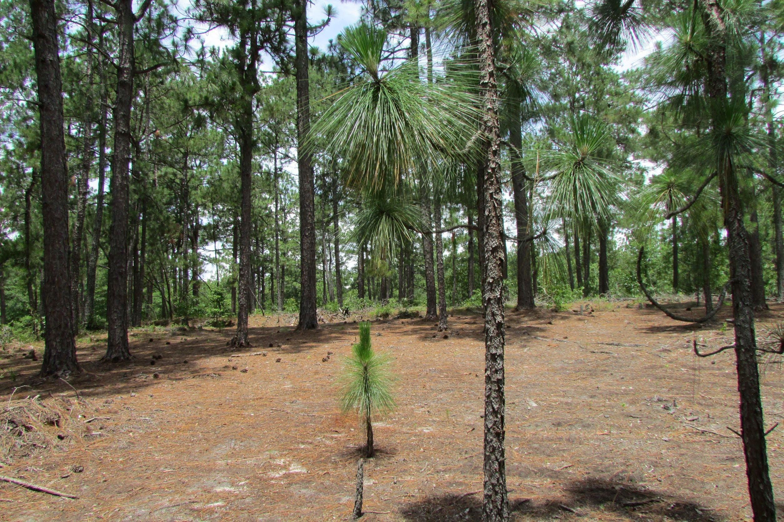 44.34 acres in Ruby, SC, | LandWatch