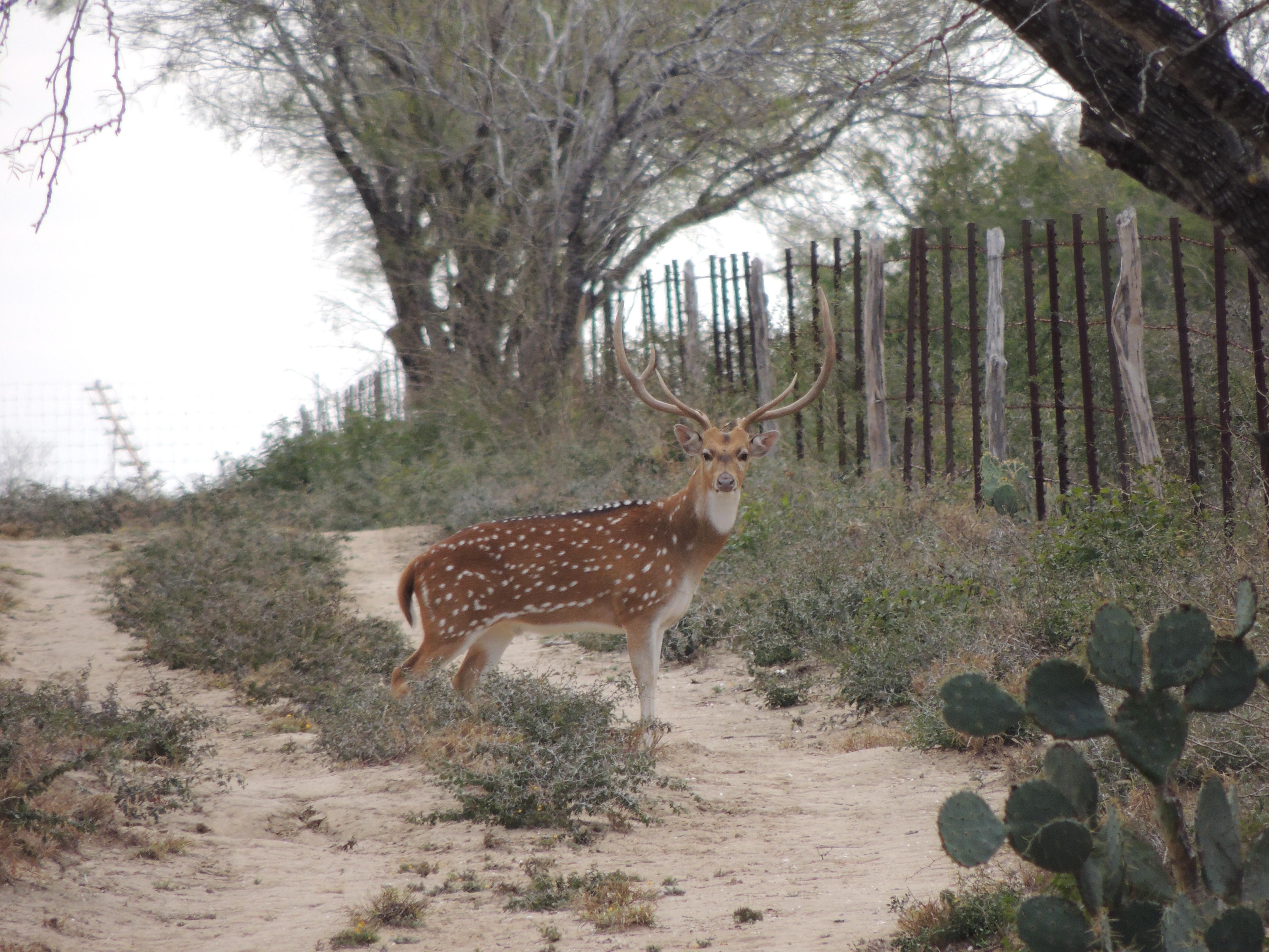 300 acres in Falcon Heights, TX, 78545 | LandWatch