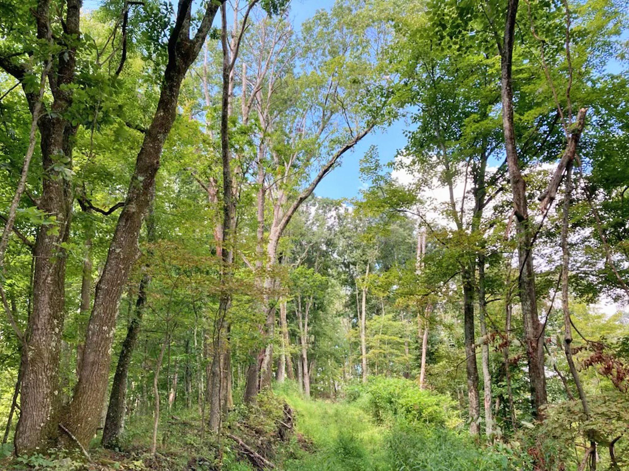Center Point, Tyler County, WV Recreational Property, Undeveloped Land ...