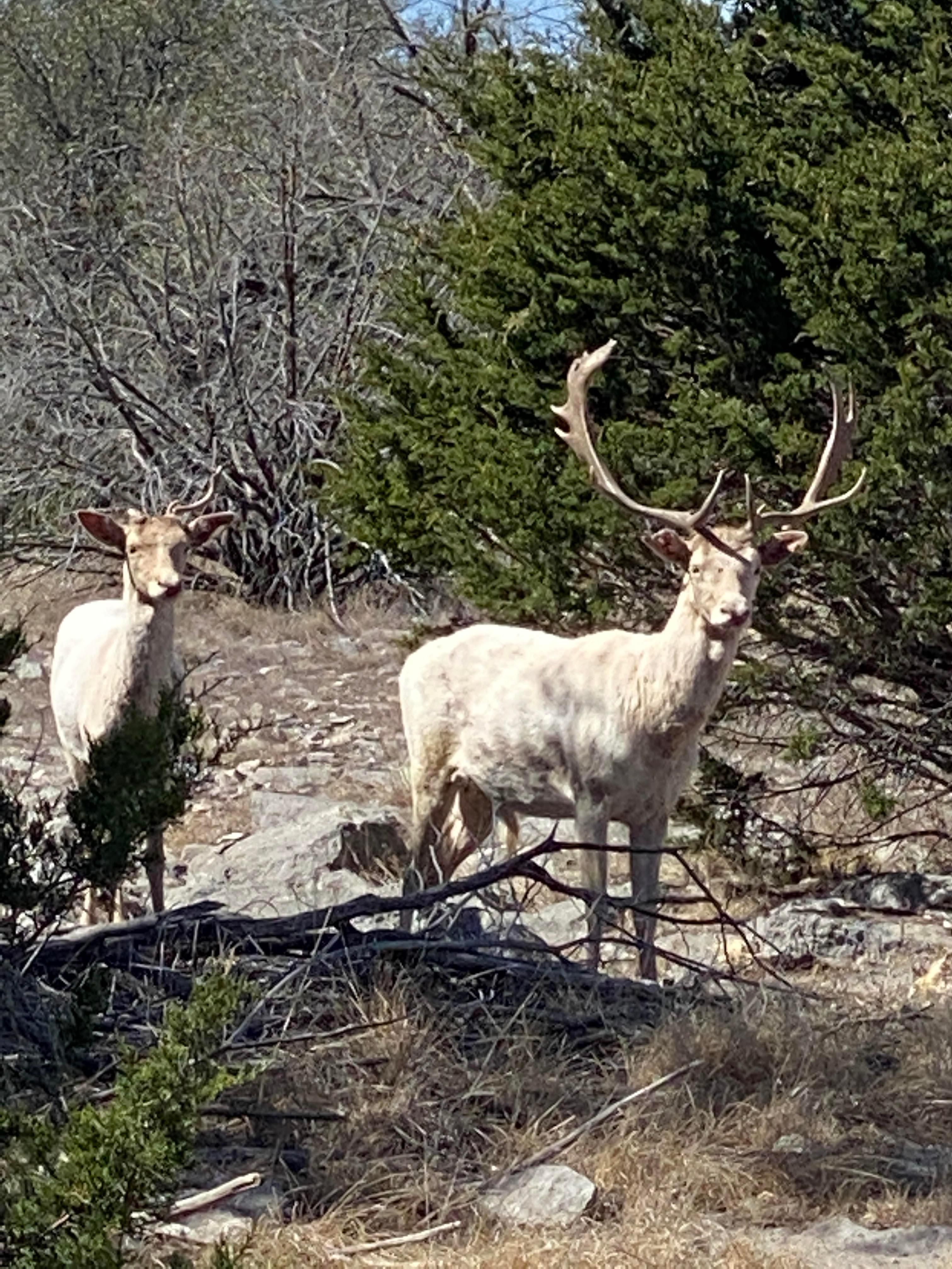 Juno, Val Verde County, TX Farms and Ranches, Recreational Property ...