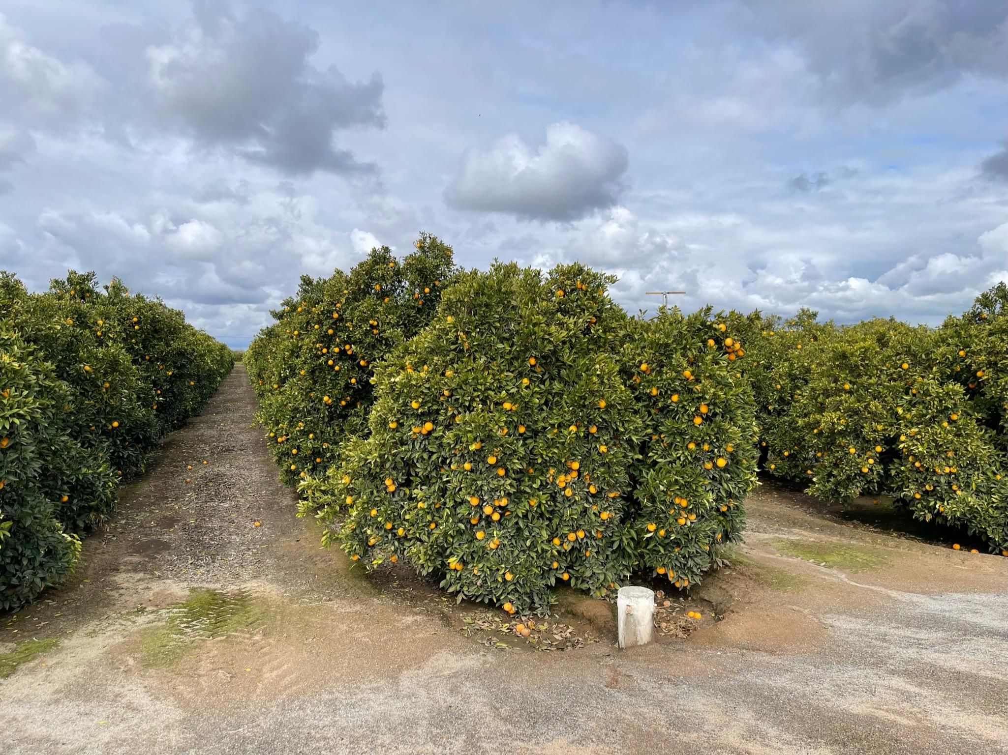 Orange Cove, Fresno County, CA Farms and Ranches for sale Property ID ...