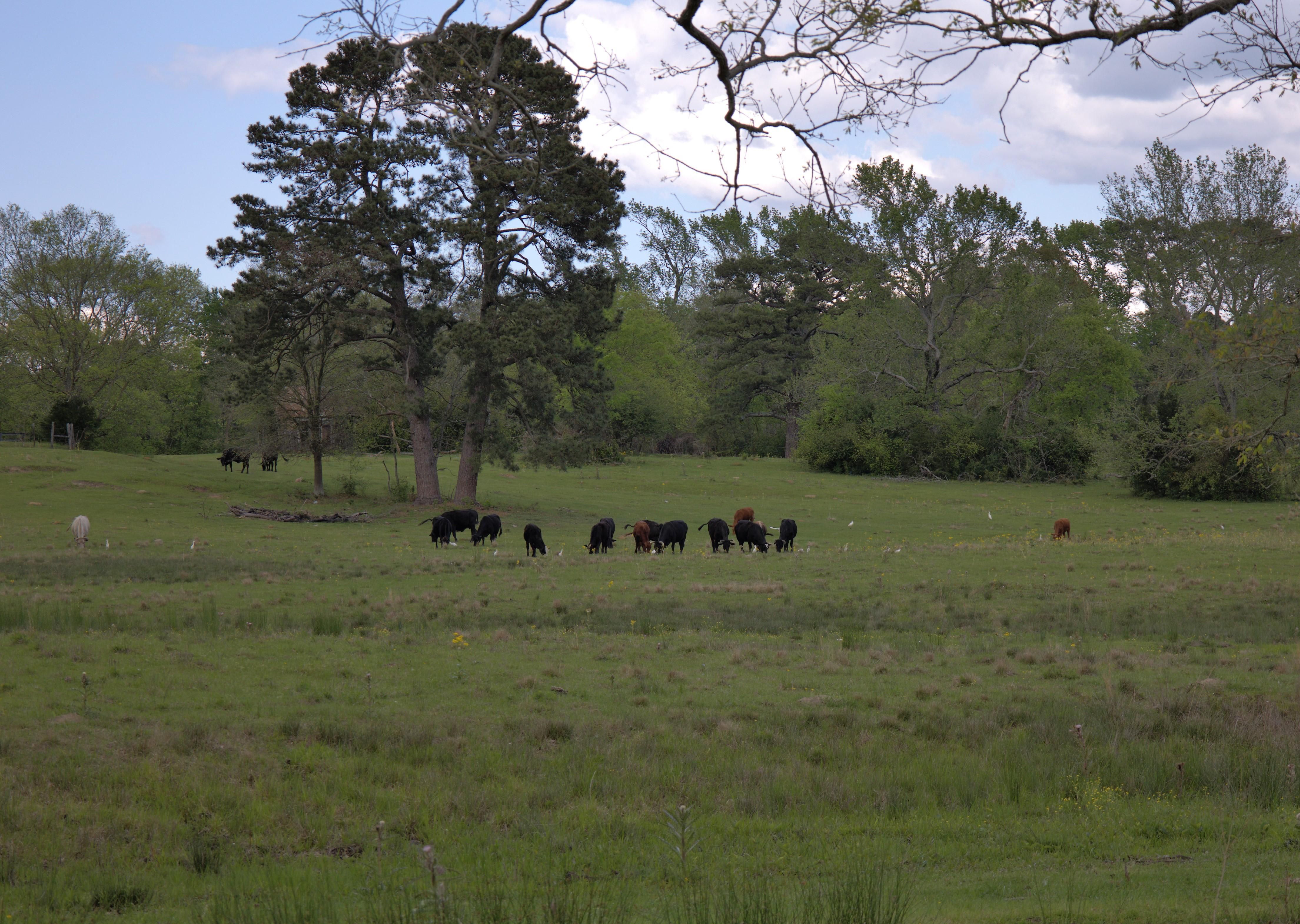119 acres in Garrison, TX, 75946 | MLS: 114 Acres Garrison Tx | LandWatch