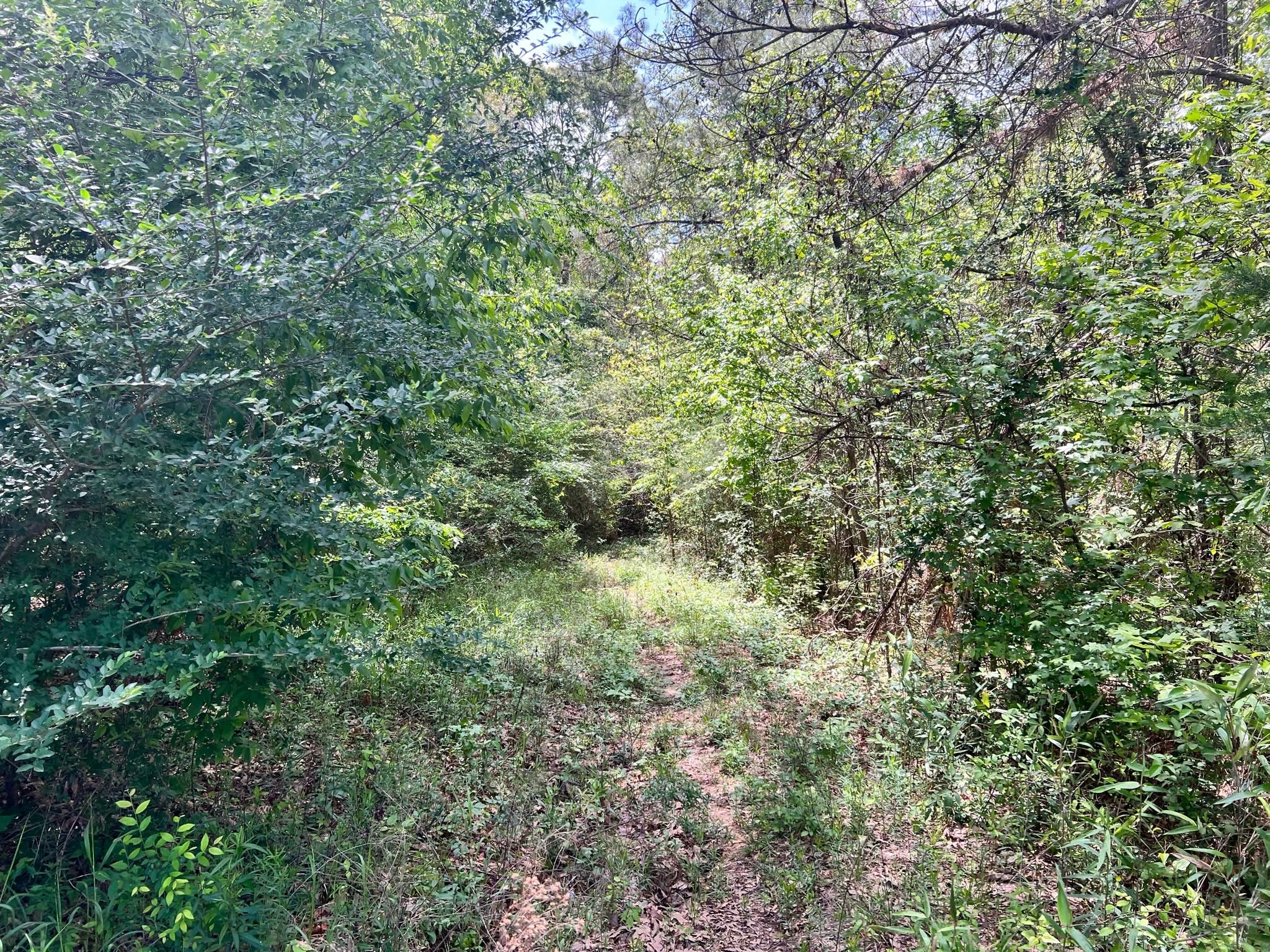 Pattison, Jefferson County, MS Recreational Property, Timberland ...