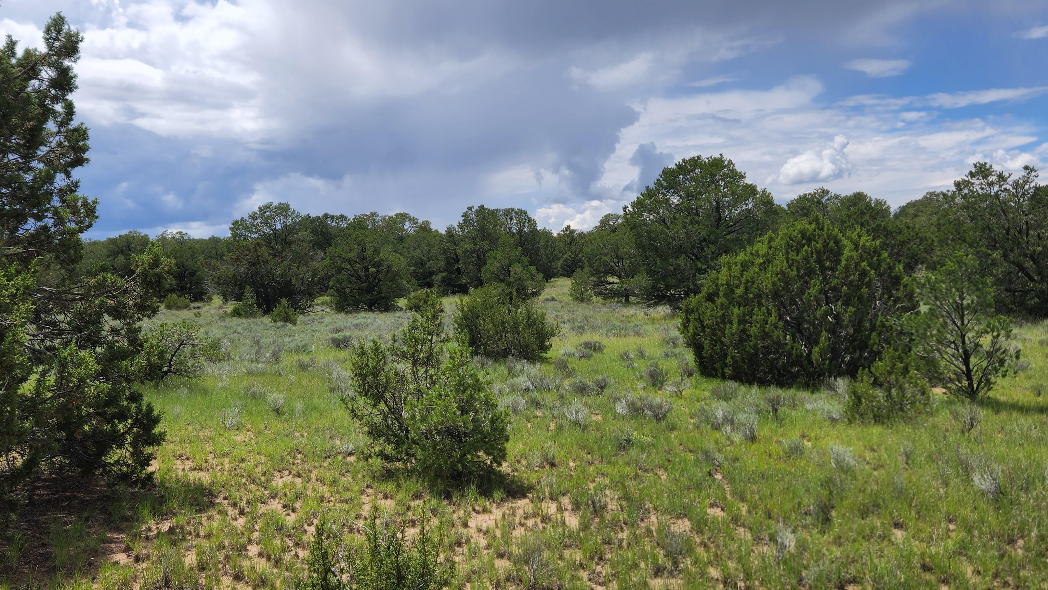 Shadow Canyon Ridge Road, Fence Lake, NM 87315 | LandWatch