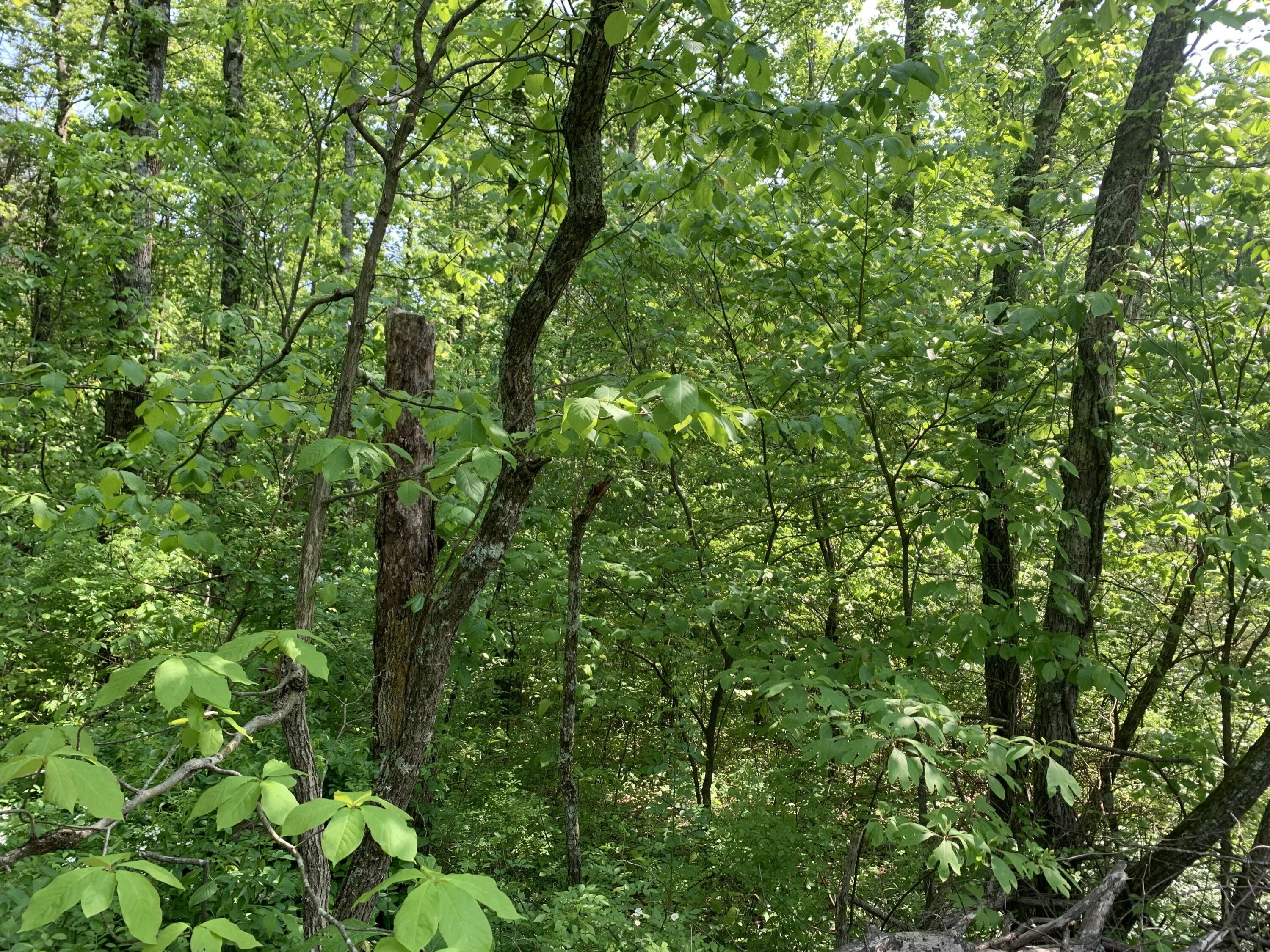 Wallingford, Fleming County, KY Farms and Ranches for sale Property ID ...