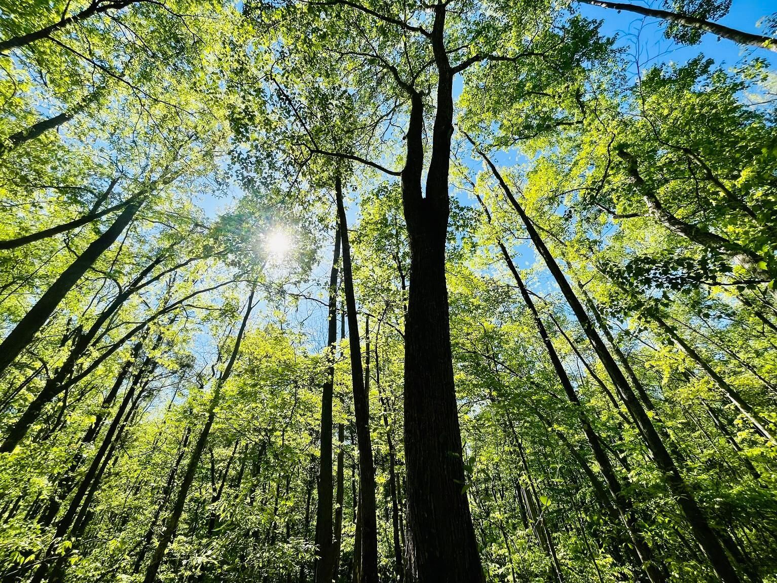 N Morgan Creek Rd, Holladay, TN 38341 | MLS: 23-1776 | LandWatch