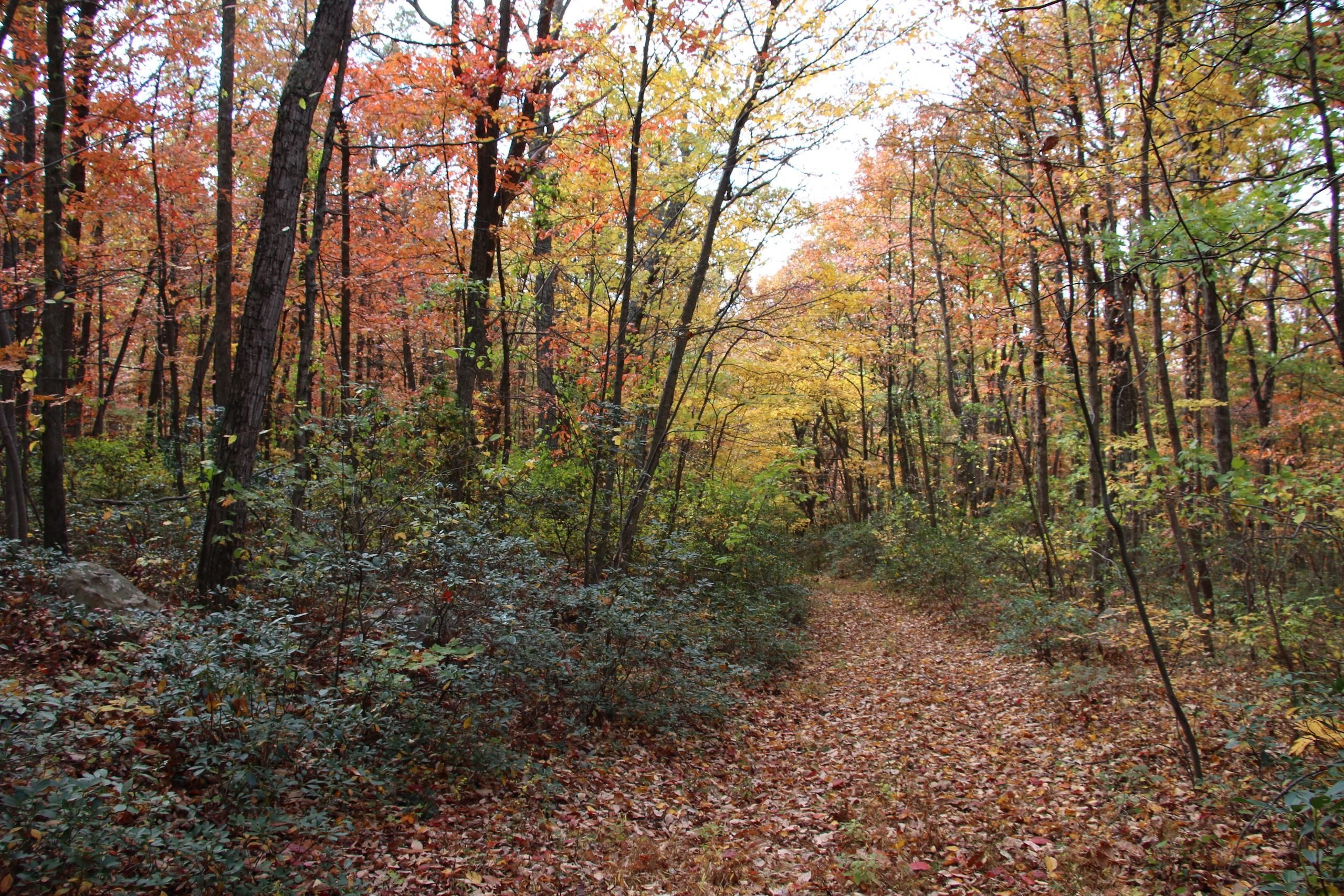 Gore, Frederick County, VA Recreational Property, Timberland Property ...