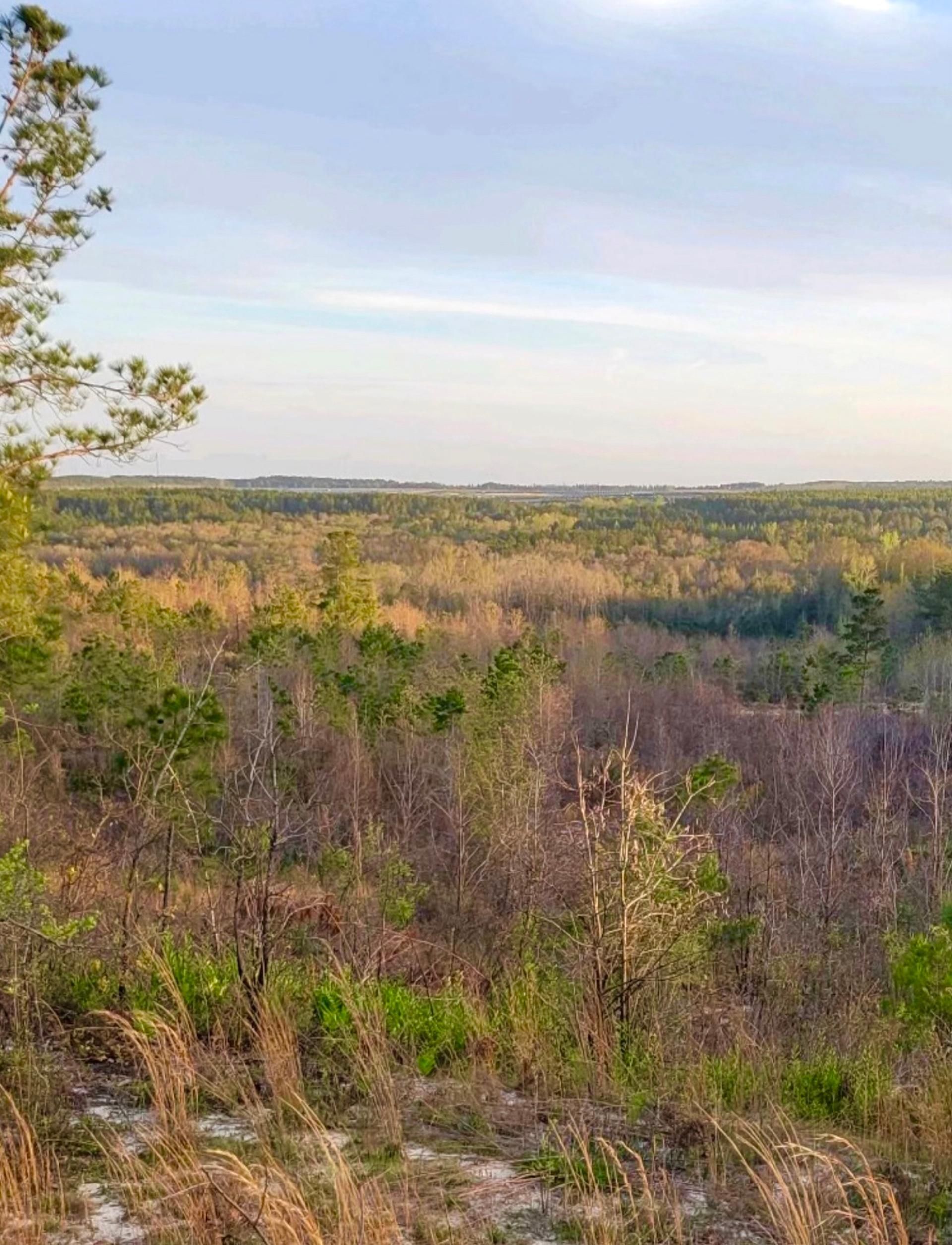 Butler, Taylor County, GA Recreational Property, Timberland Property ...