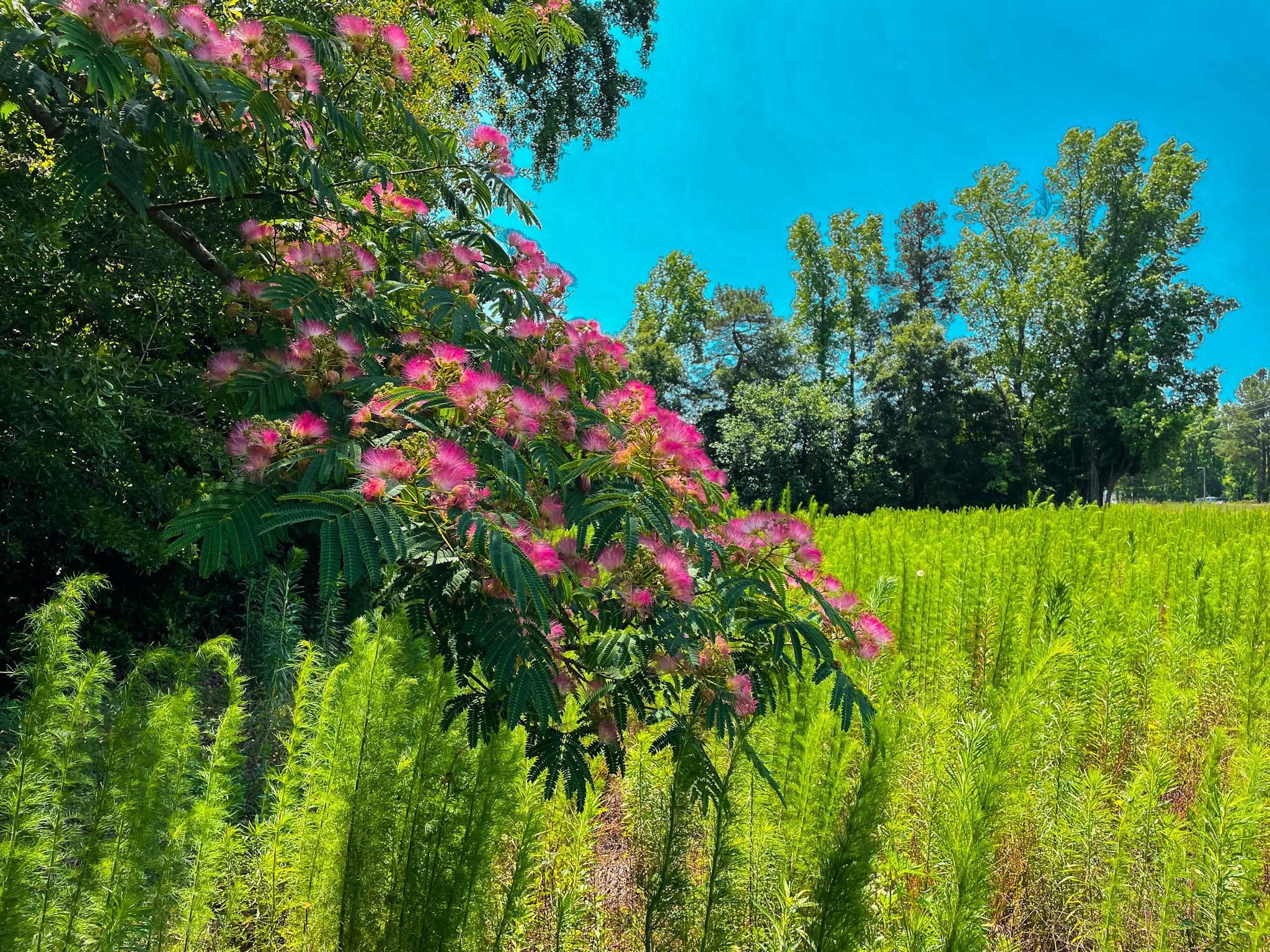 Kemper Church Road, Lot#WP003, Lake View, SC 29563 | LandWatch