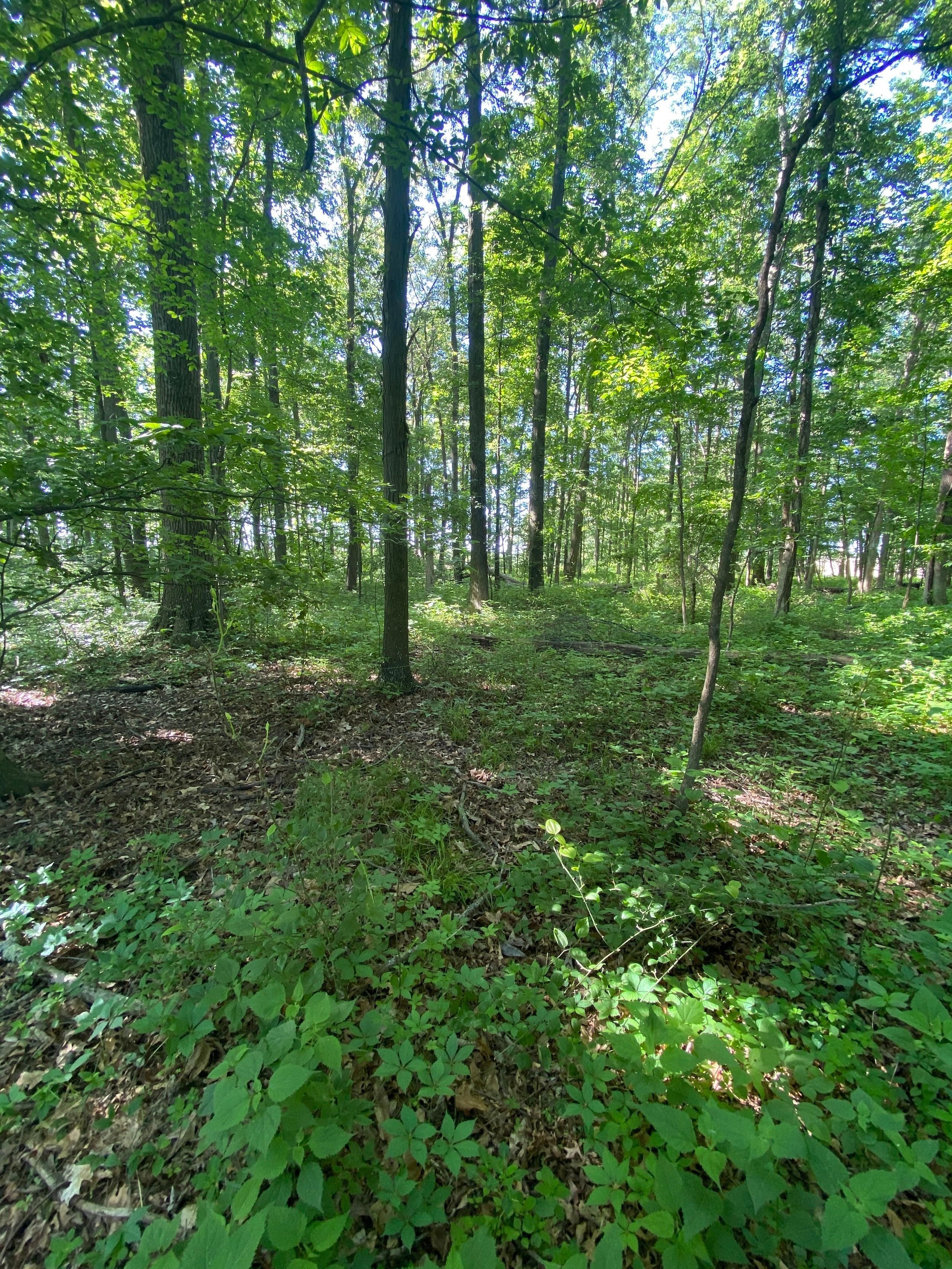 7 acres in Sardinia, OH, 45171 | LandWatch