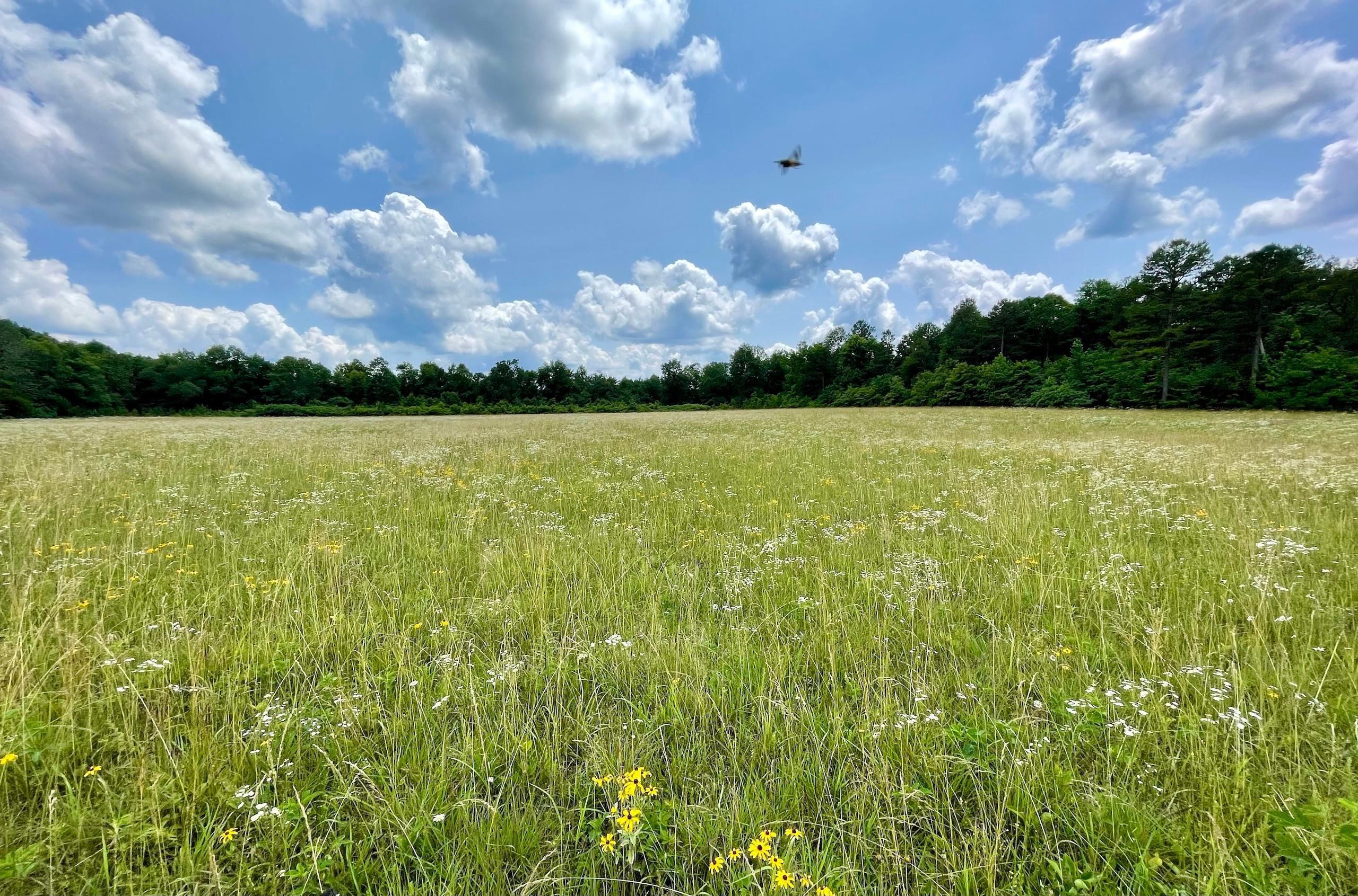 Clinton, Van Buren County, AR Farms and Ranches, Recreational Property ...
