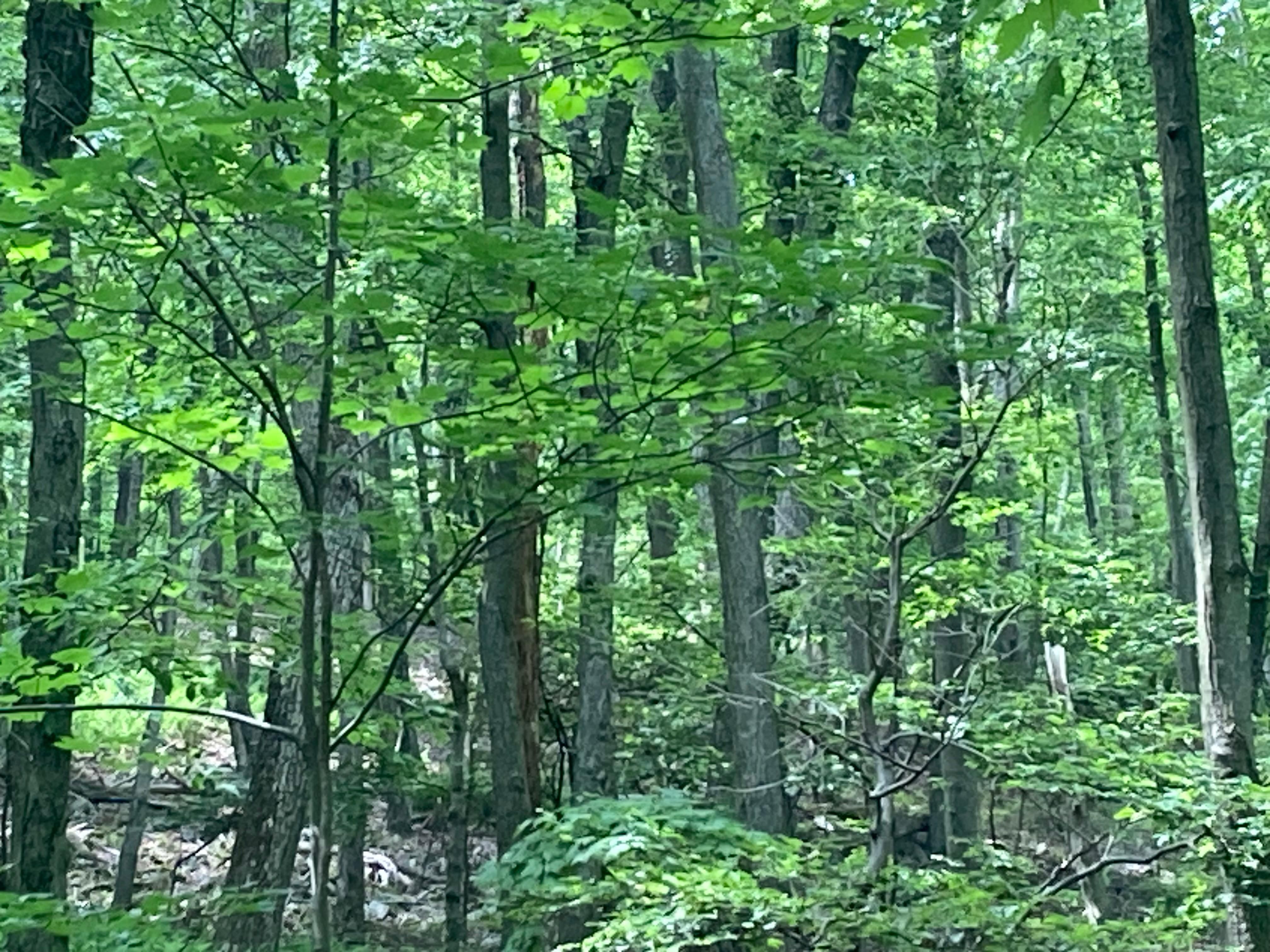 389 Blue Ball Road, Centre Hall, PA 16828 | LandWatch