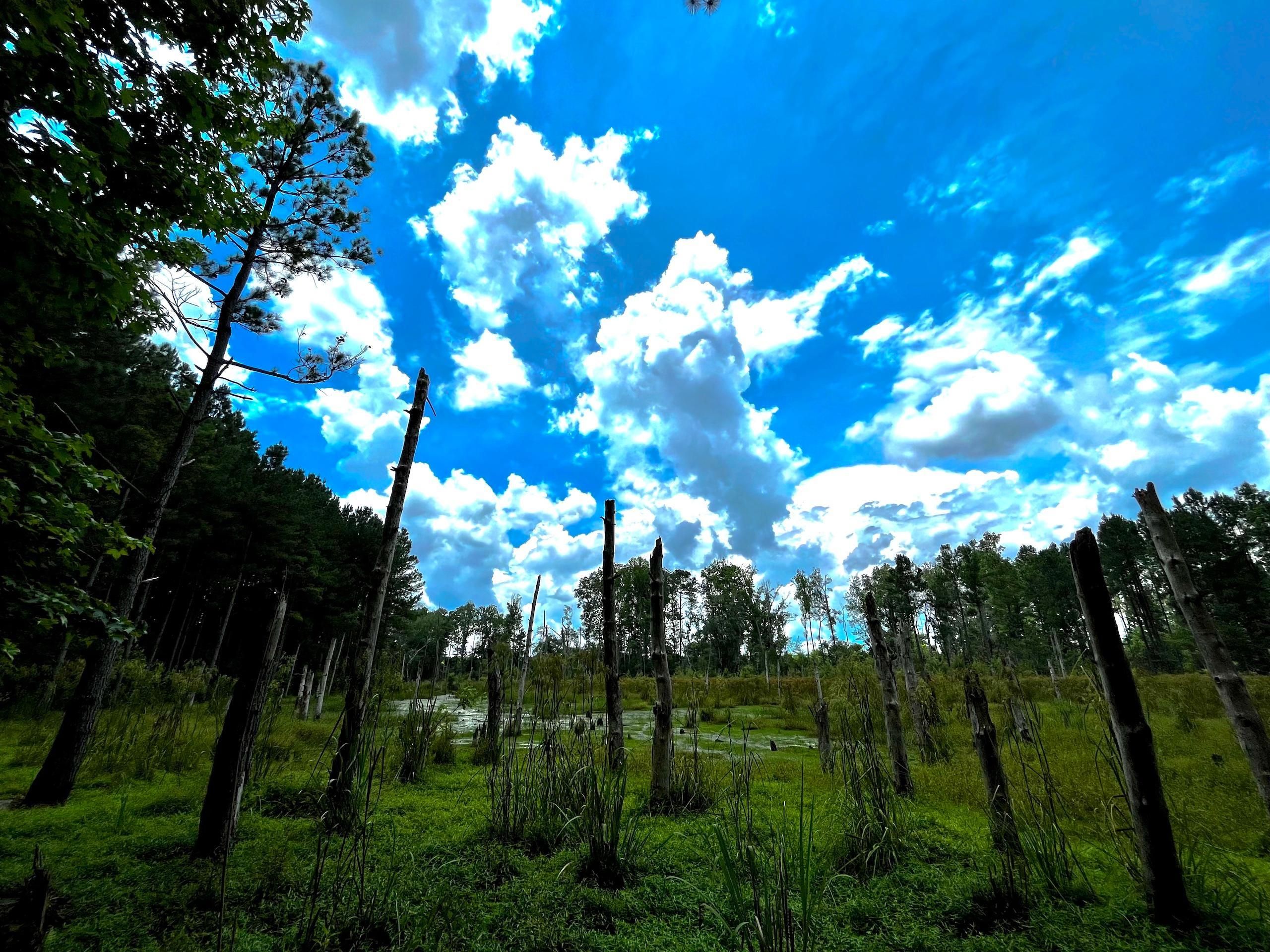 33.5 acres in Ruffin, SC, 29475 | LandWatch