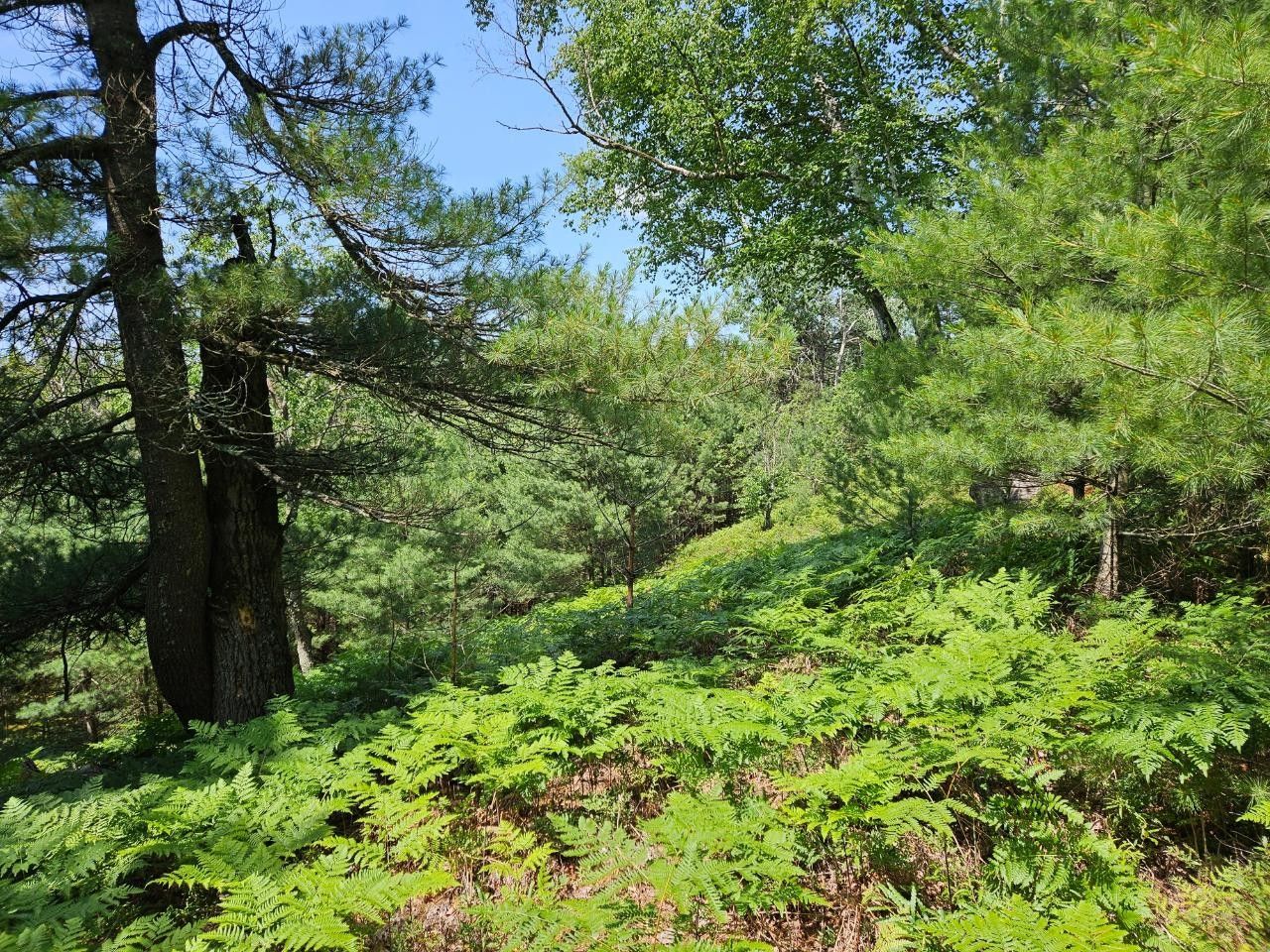 Rhinelander, Oneida County, WI Farms and Ranches for sale Property ID ...