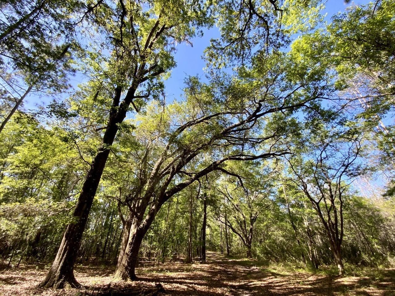 7798 Moseley Hall Rd, Greenville, FL 32331 | LandWatch