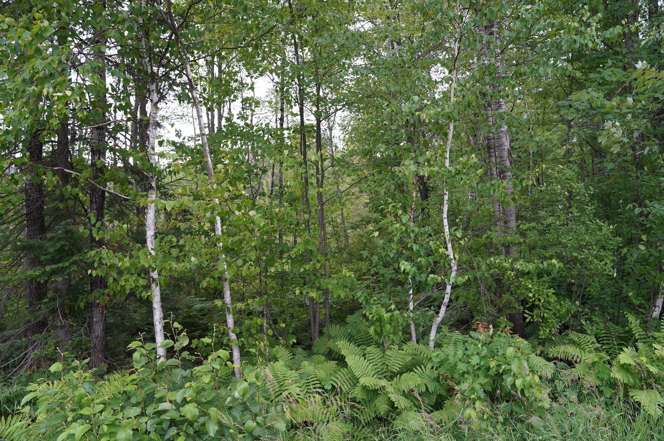 Glen Flora, Rusk County, WI Recreational Property, Timberland Property ...