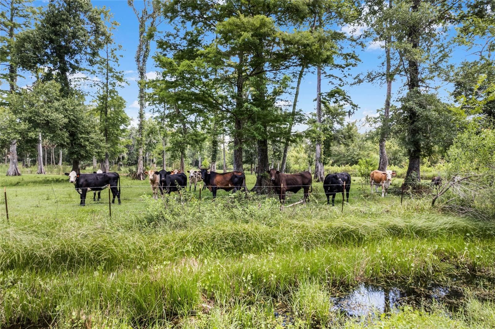 Astatula, Lake County, FL Undeveloped Land, Lakefront Property ...