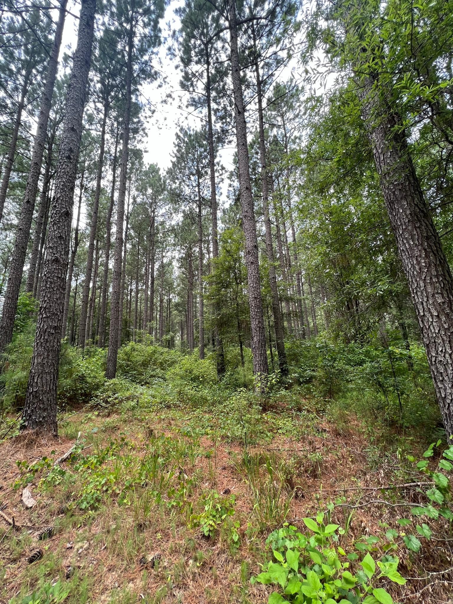 Plum Branch, McCormick County, SC Recreational Property, Timberland ...