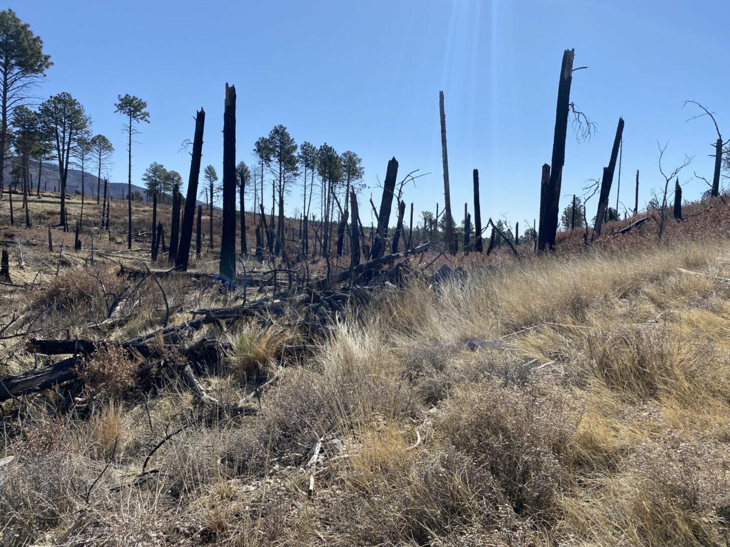 #A5-1408, Timberon, NM 88350 | MLS: R043313 | LandWatch