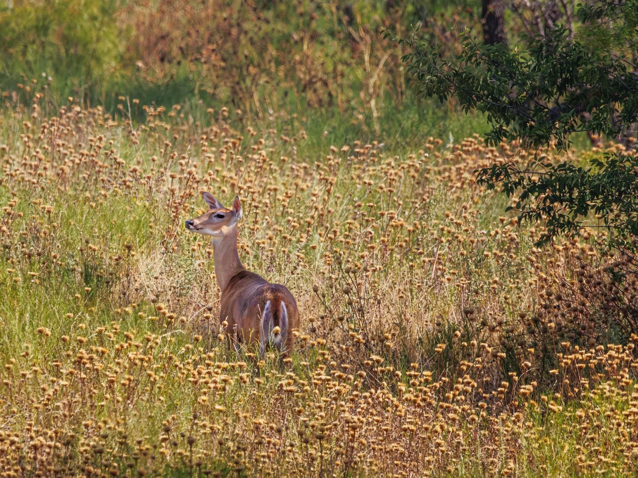 Baird, Callahan County, TX Farms and Ranches, Hunting Property for sale ...