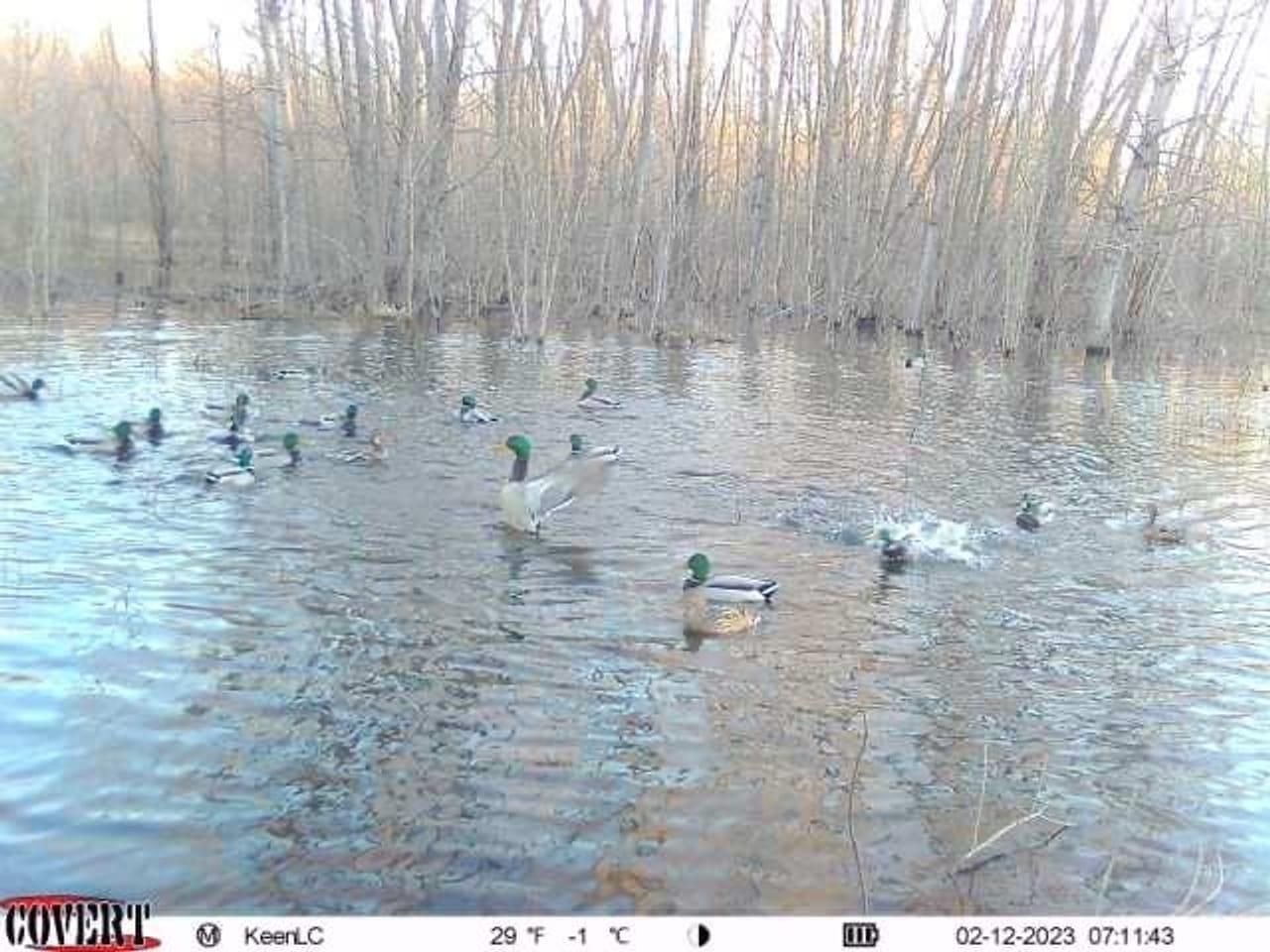 Lake City, Craighead County, AR Hunting Property for sale Property ID ...